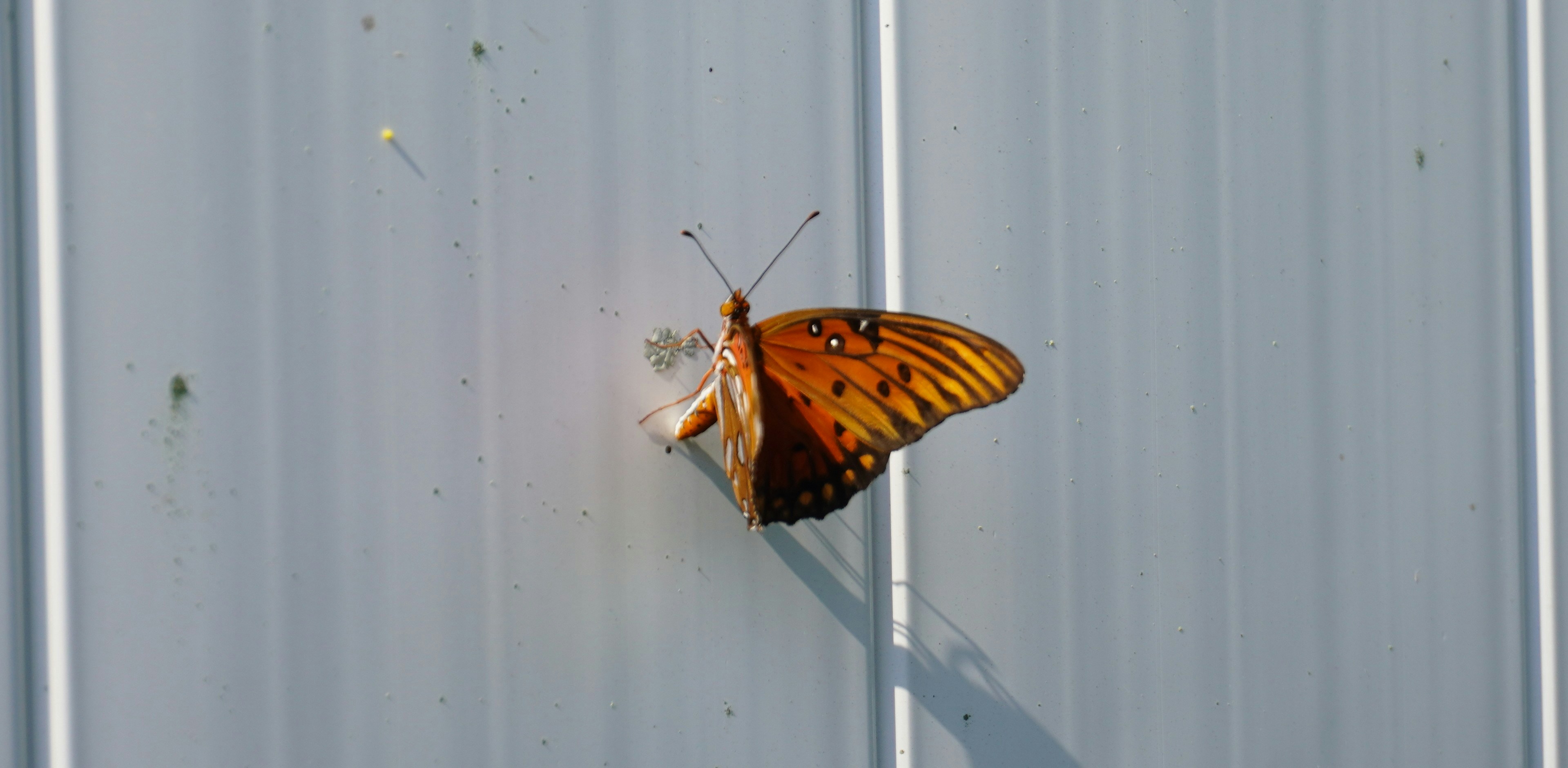 Winged Ember on a Metal Veil