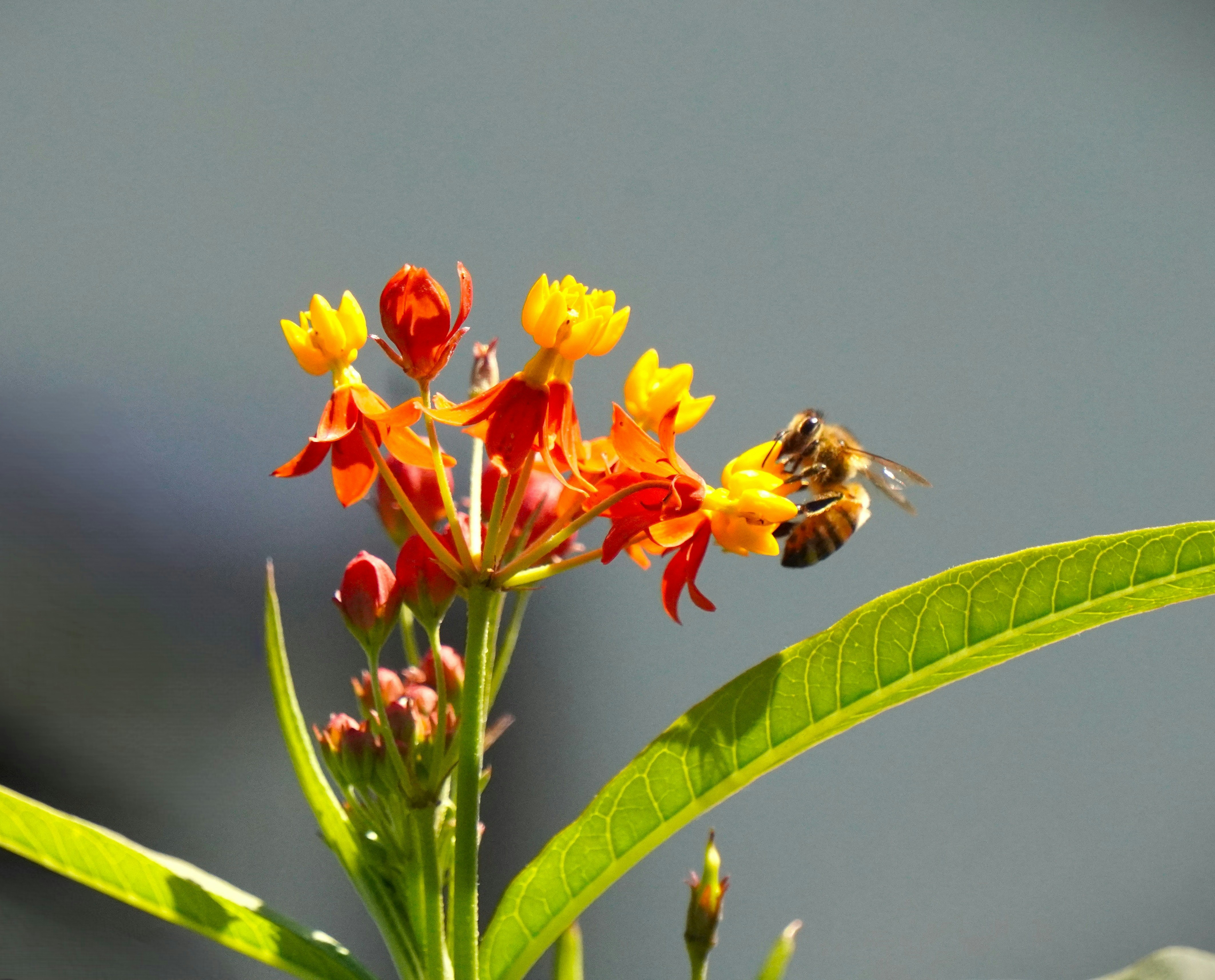 The Nectar Messenger: Bee at Work on a Sunset Tulip Bloom