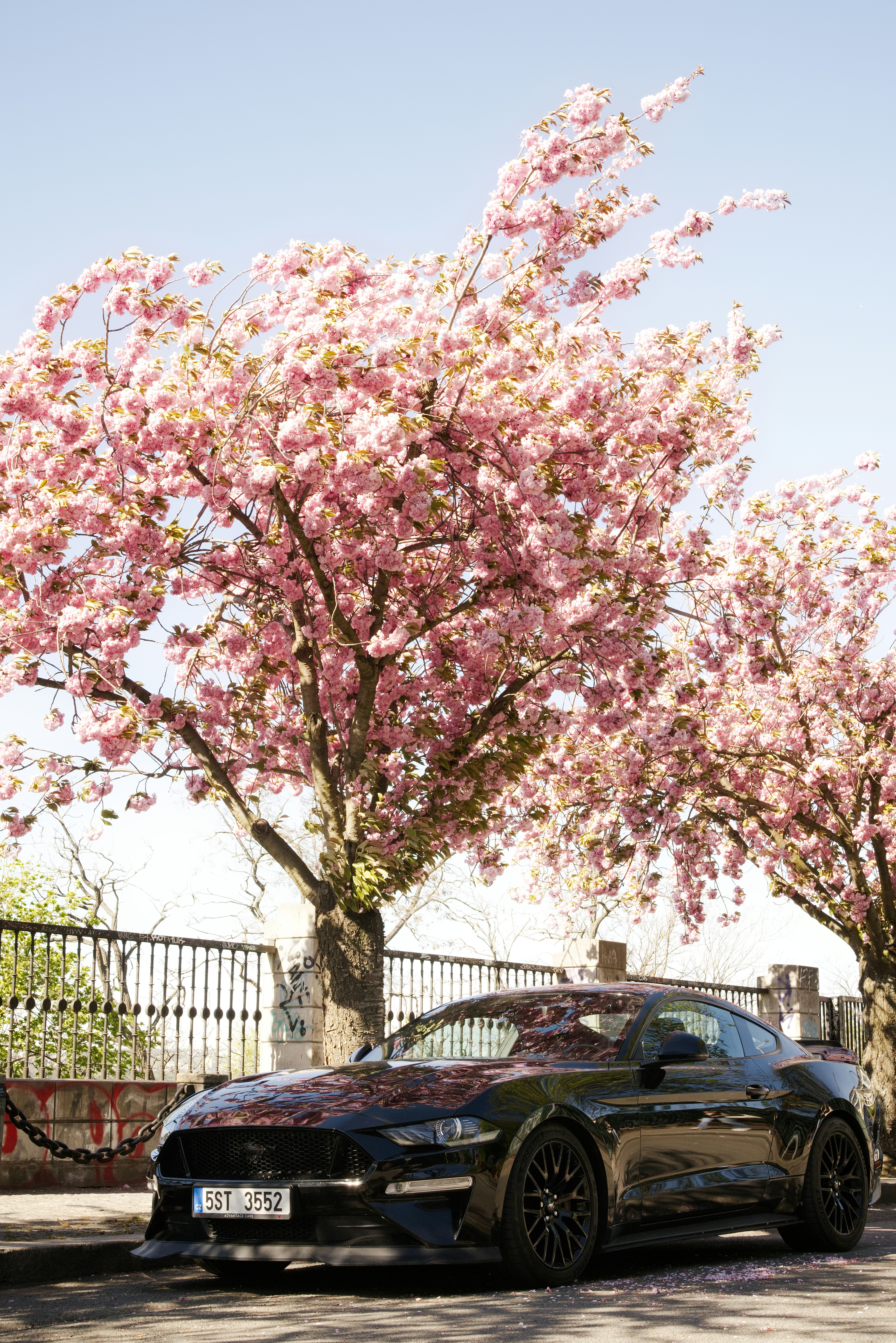 Cherry Blooms Meet Night-Driven Muscle