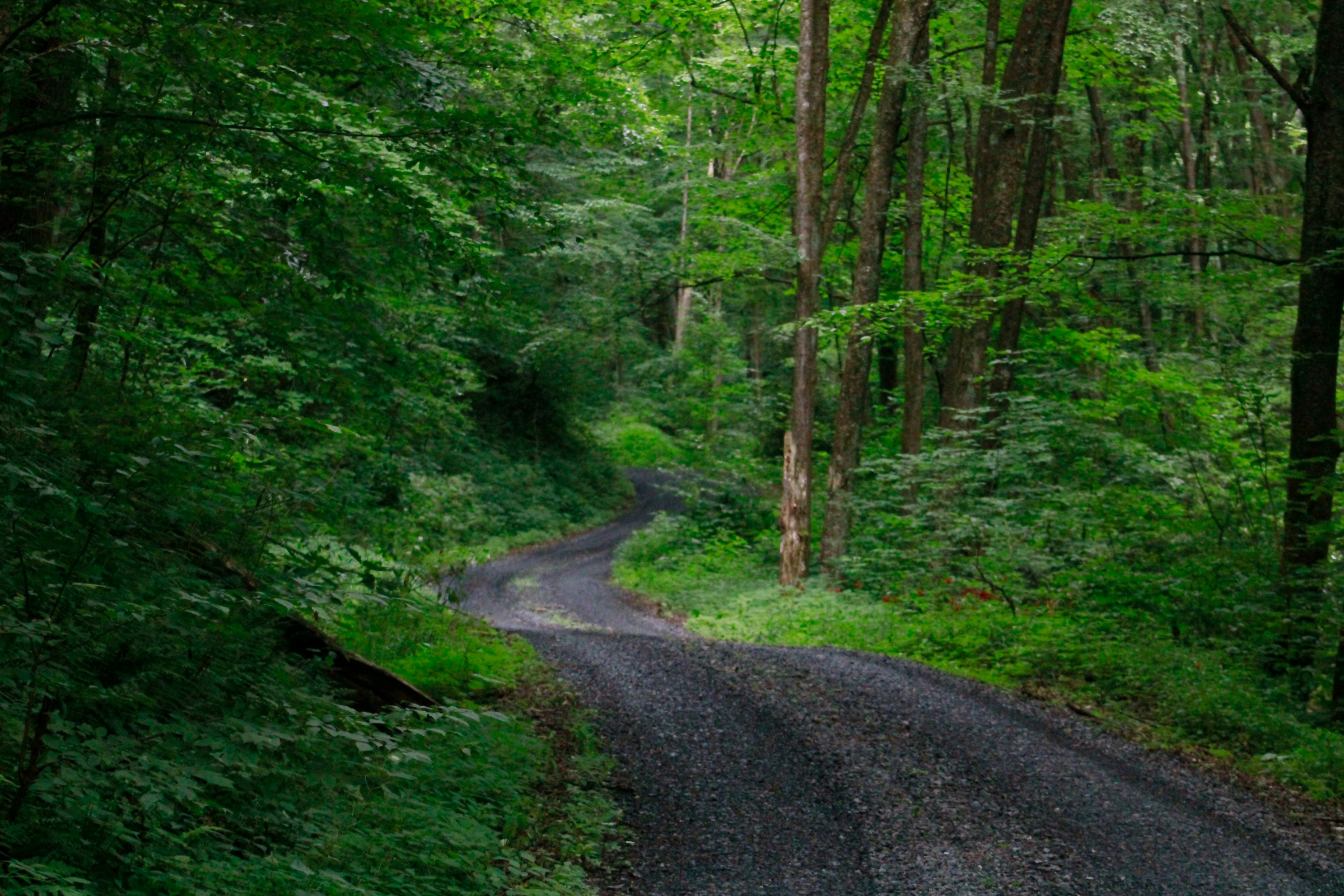 Verdant Woodland Path: A Serene Forest Walkway