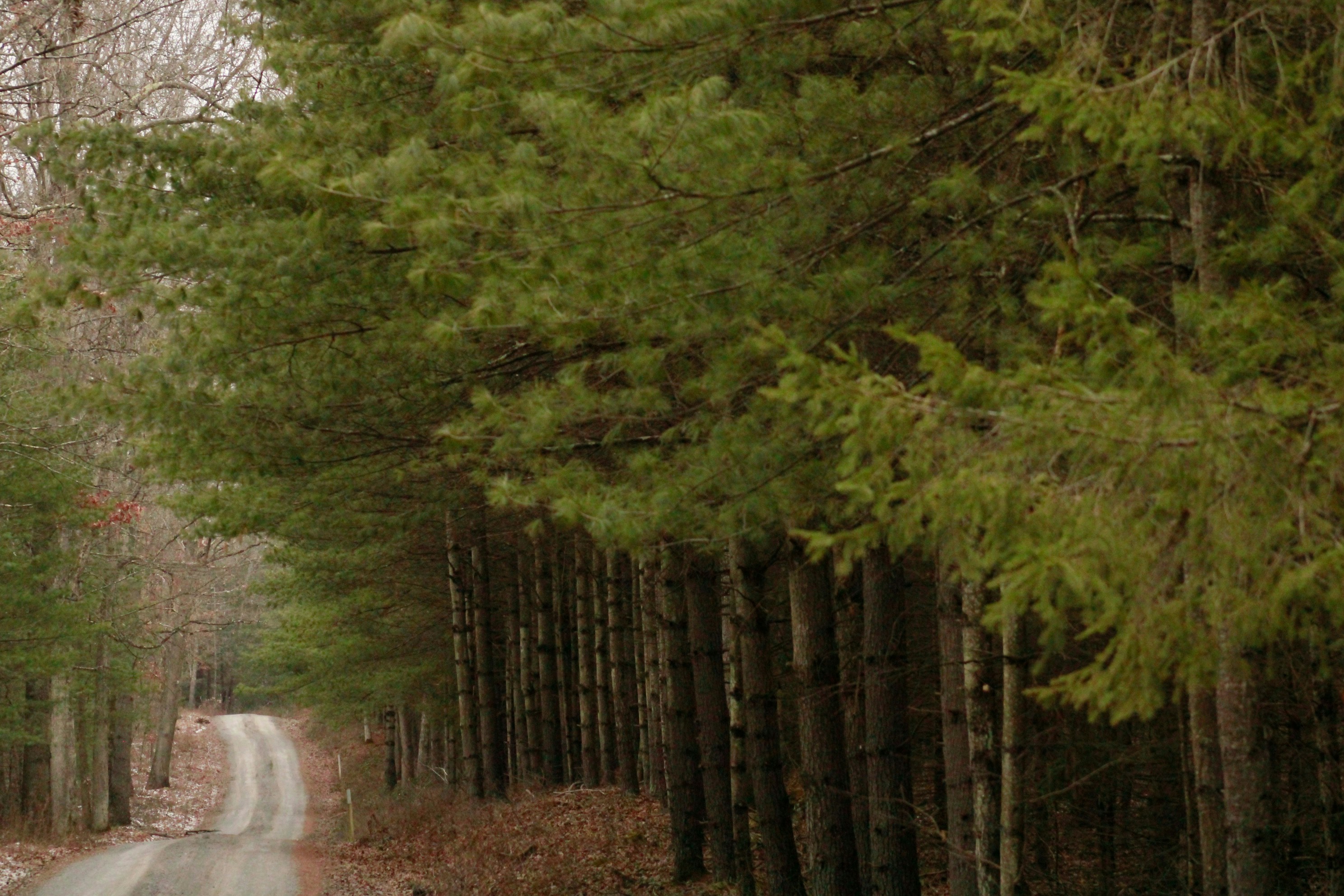 Path Through the Pines: A Quiet Forest Dusk Walk
