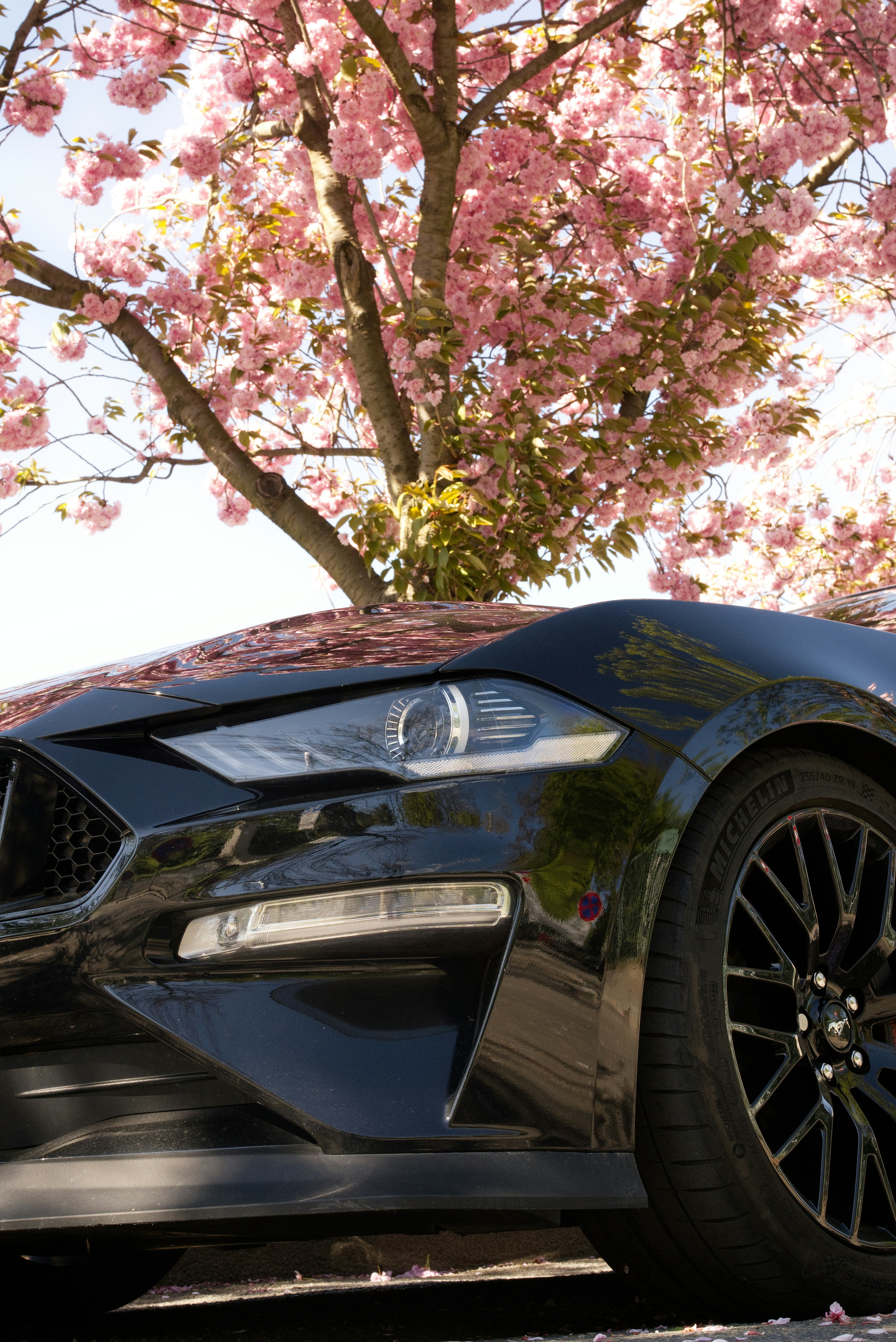 Chrome and Cherry Bloom: A Car Under Spring’s Pink Canopy
