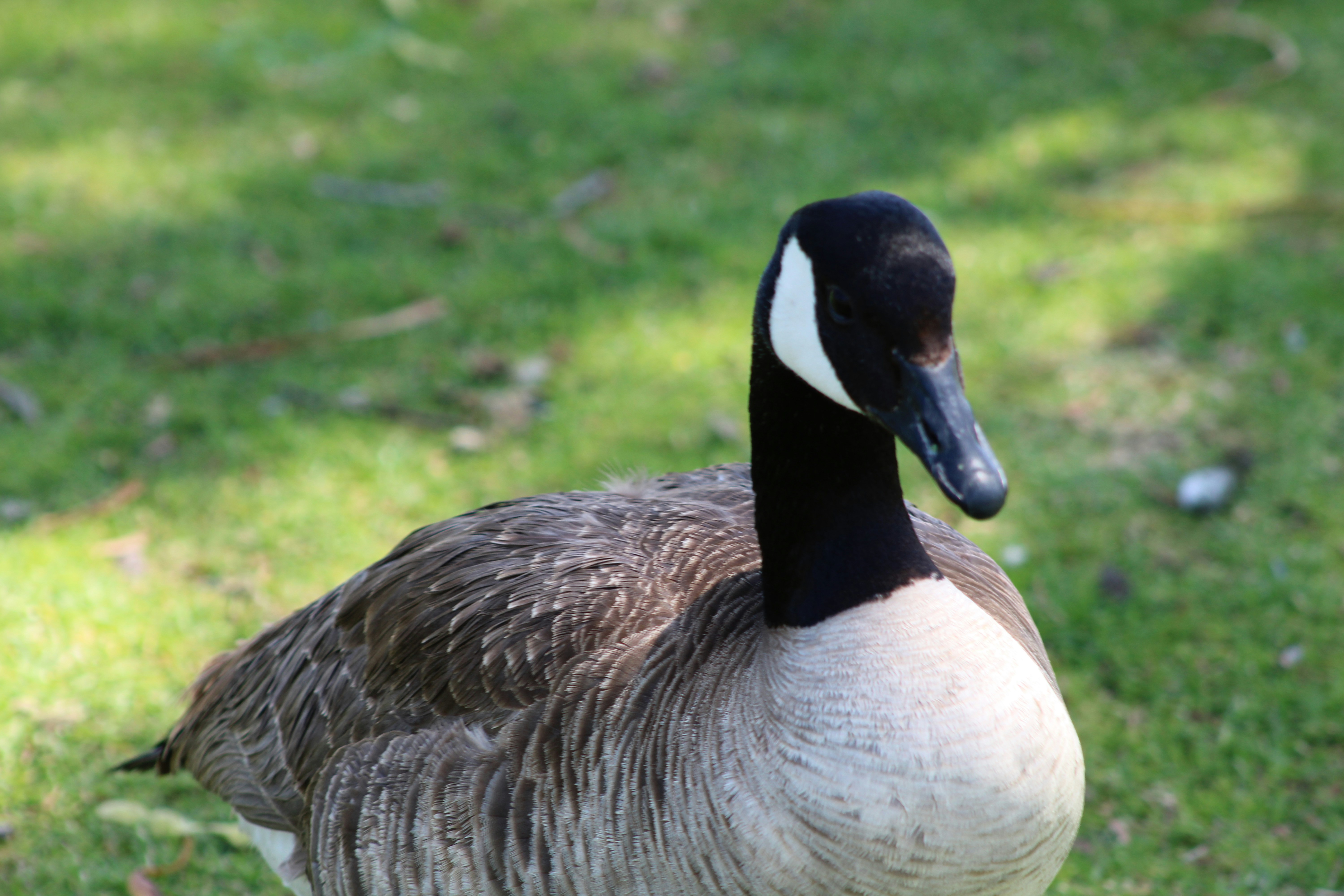 Portrait of a calm Canada goose in sunlit park grass