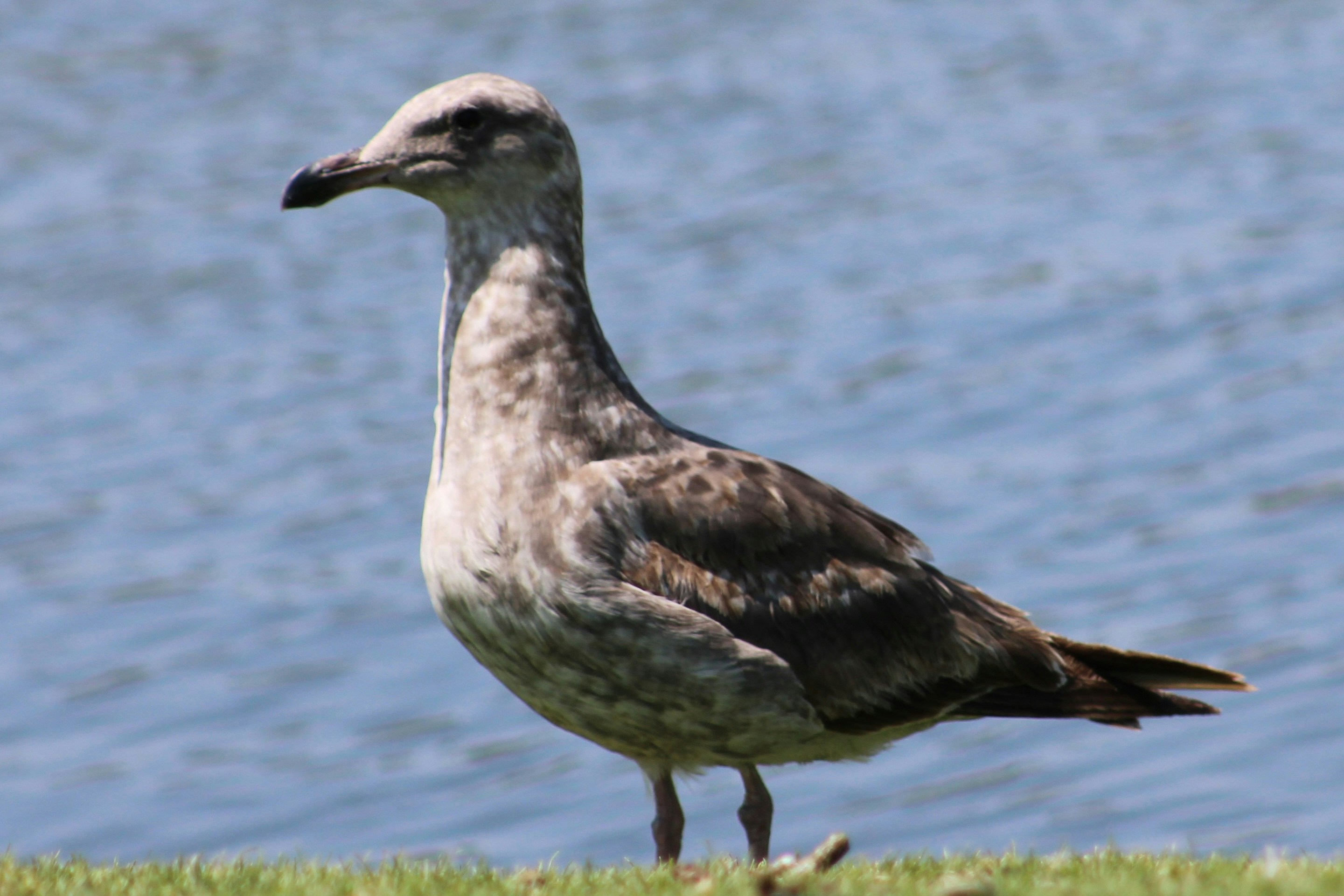 Beaked Watcher by the Water’s Edge
