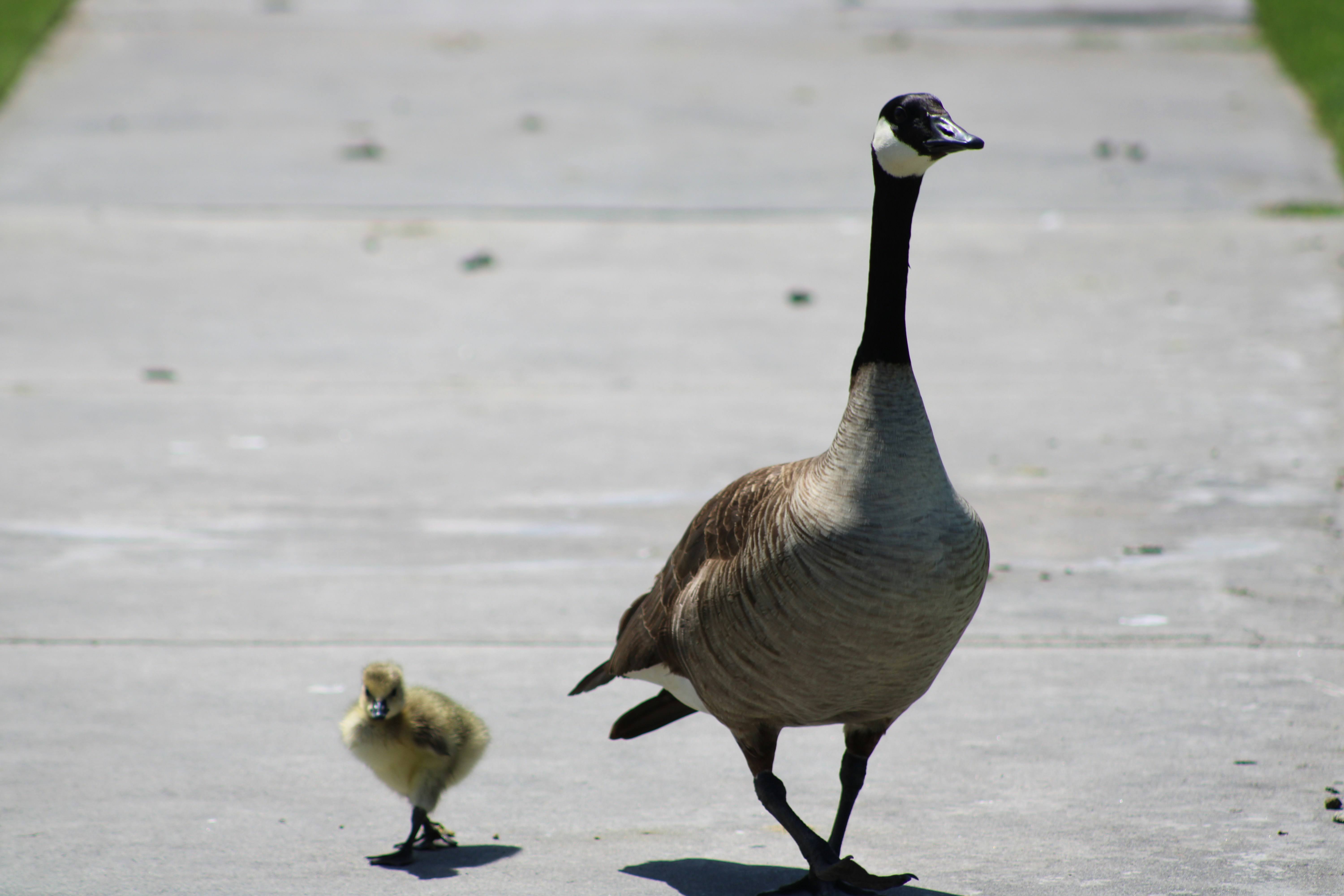Leading the Parade: Adult Goose with Chick on a Sunlit Path