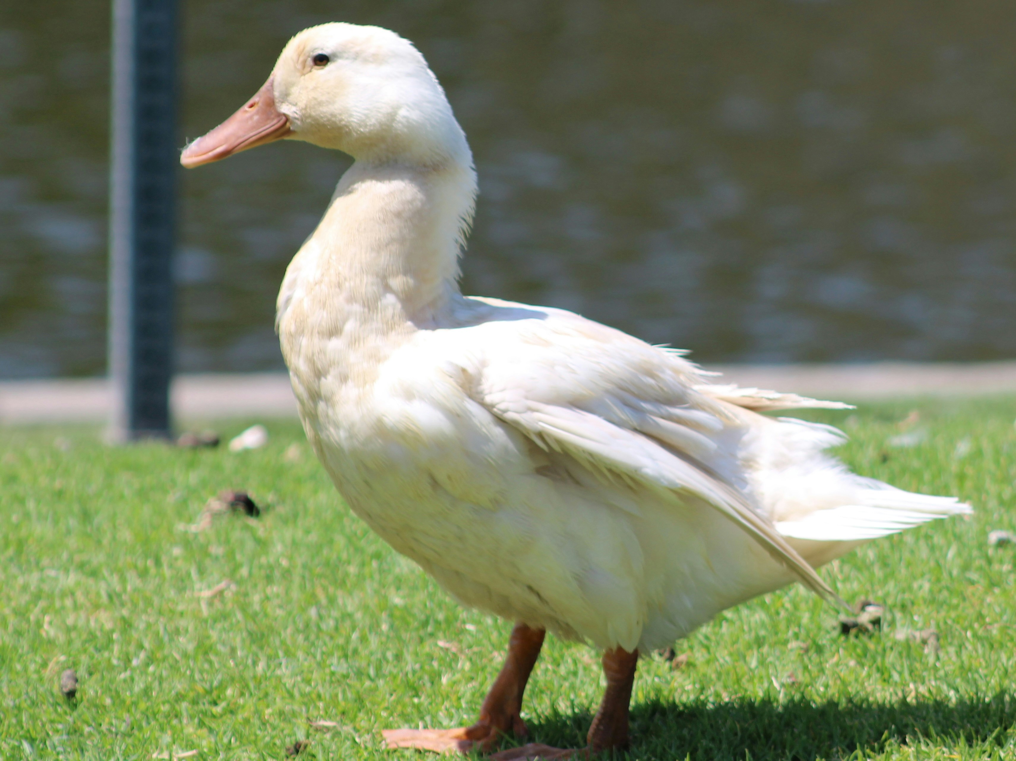 Pastel Gull on Park Grass: A Quiet Moment by the Pond