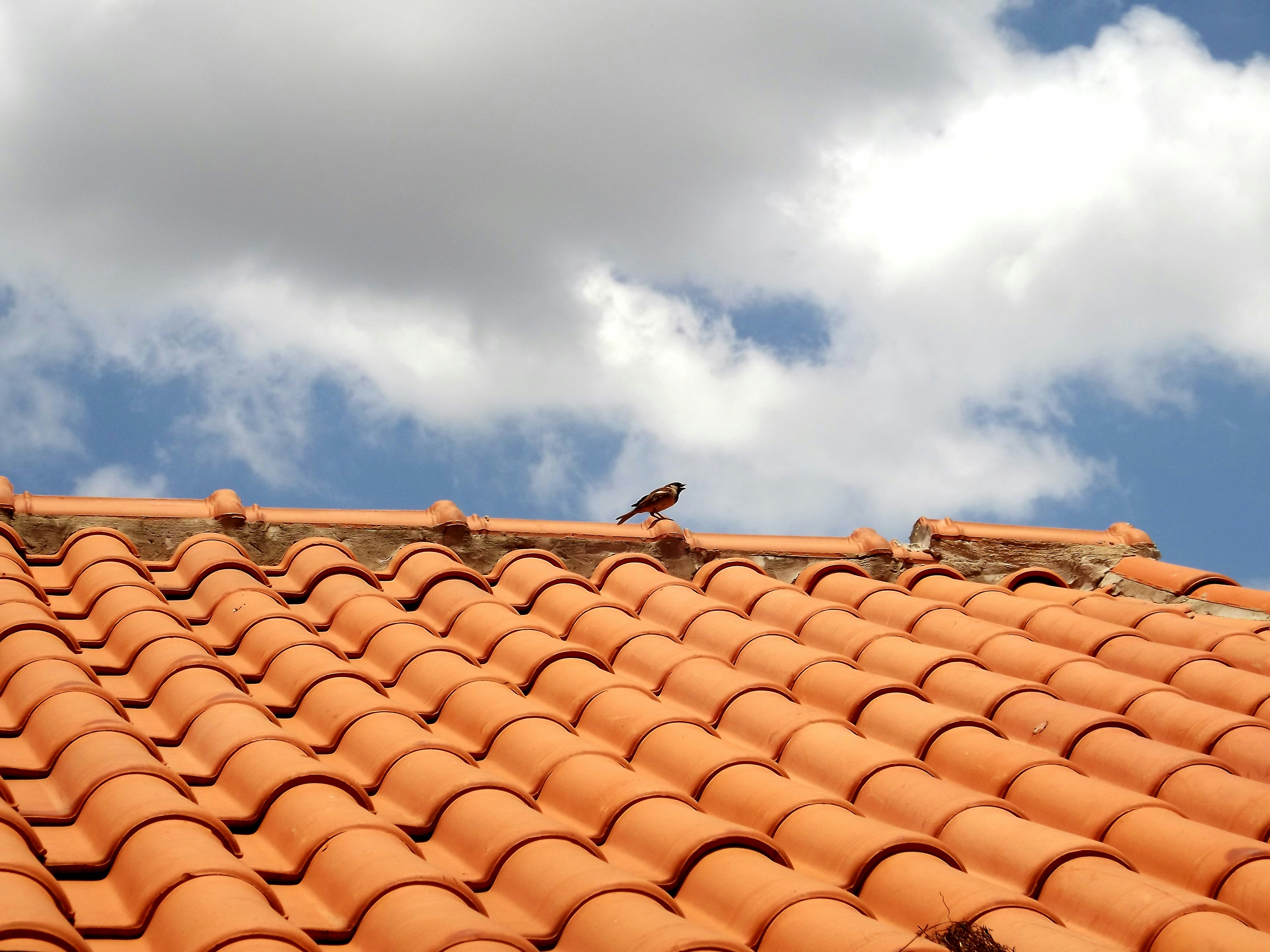 Bird on the Terracotta Ridge