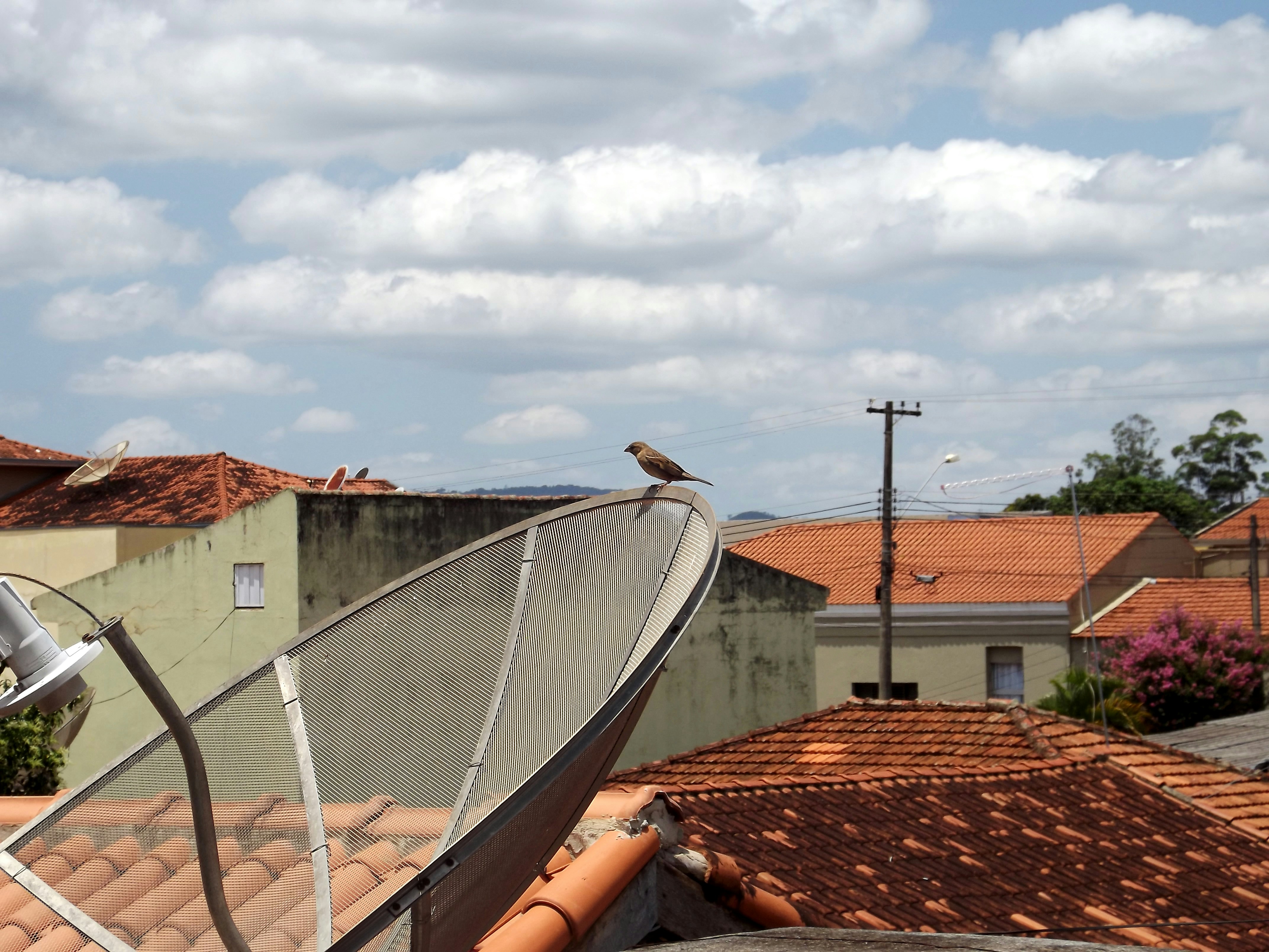 Rooftop Horizon with Satellite Dish and Bird