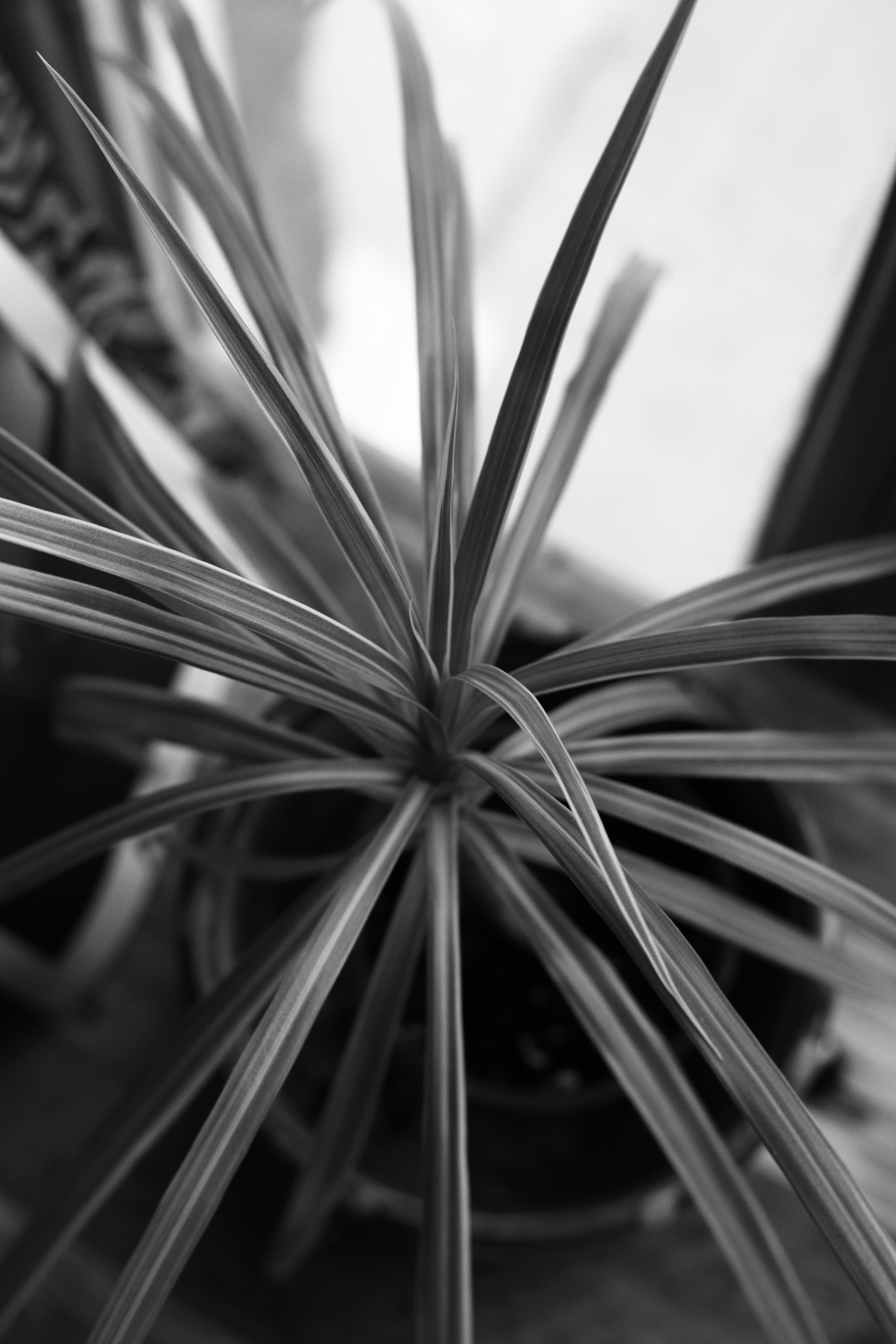 Central Spartan Fronds: A Close-Up of a Spiky Plant in Monochrome