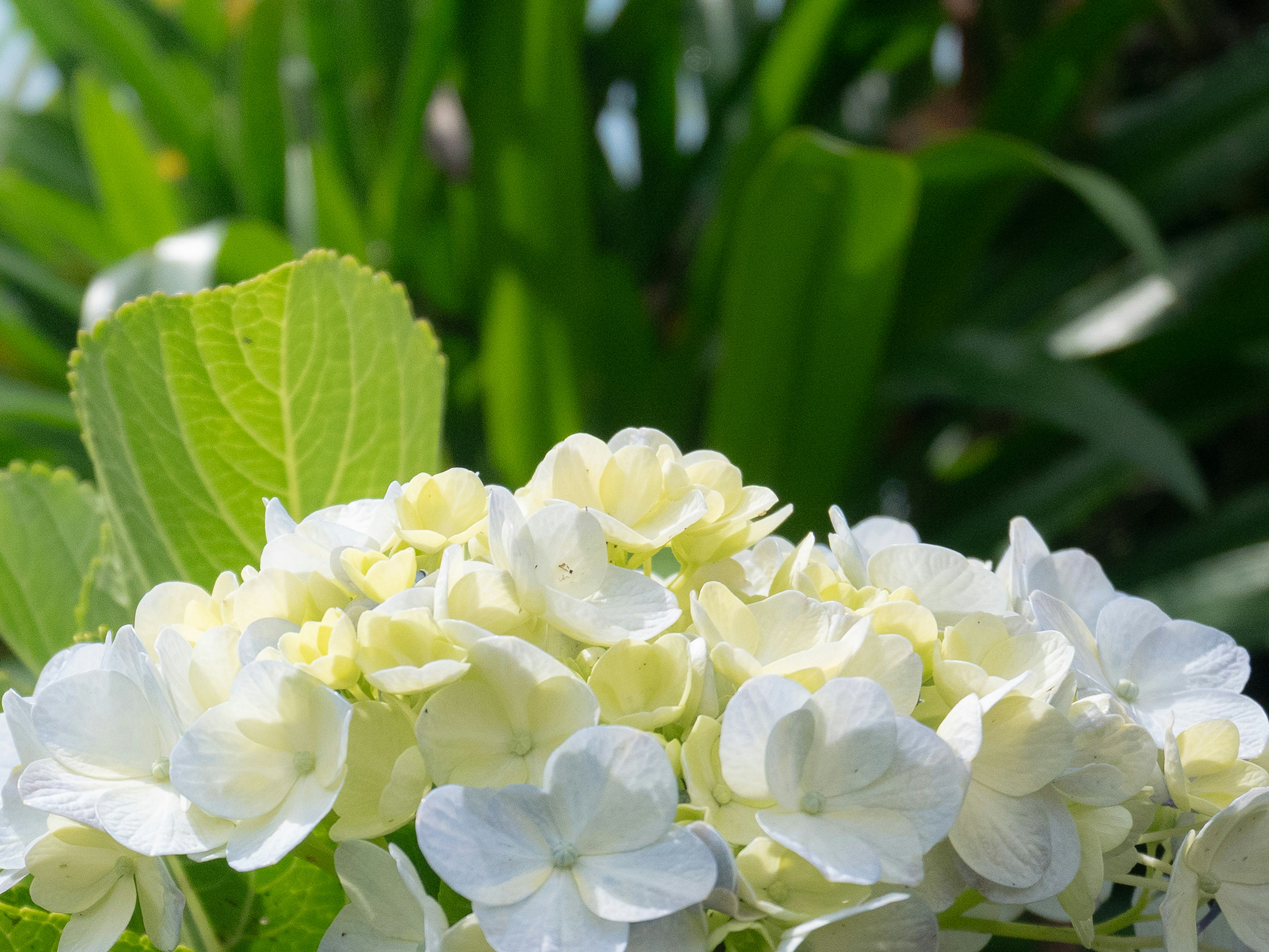 Silky white hydrangea cluster bathed in soft daylight
