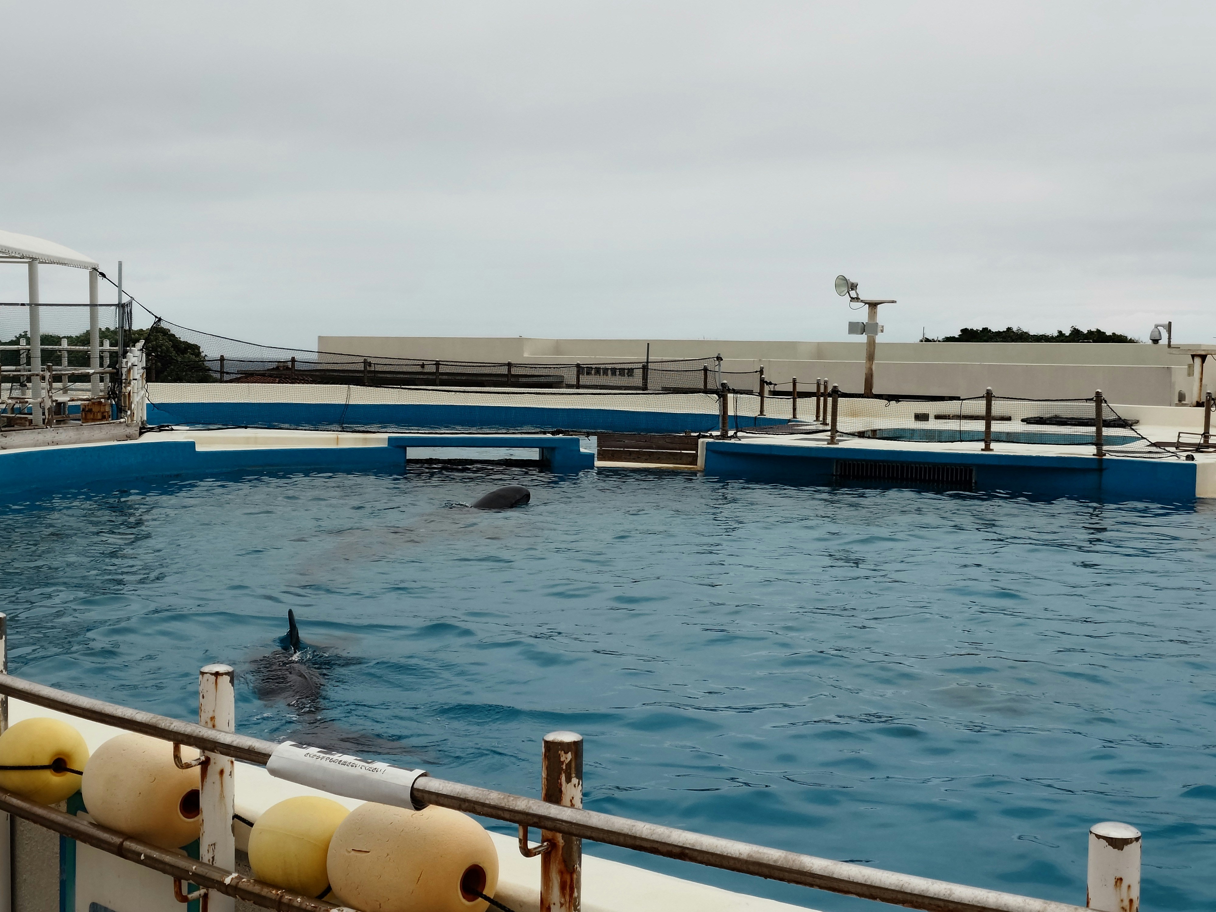 Ocean Ring: A Sunny Pool at Dusk