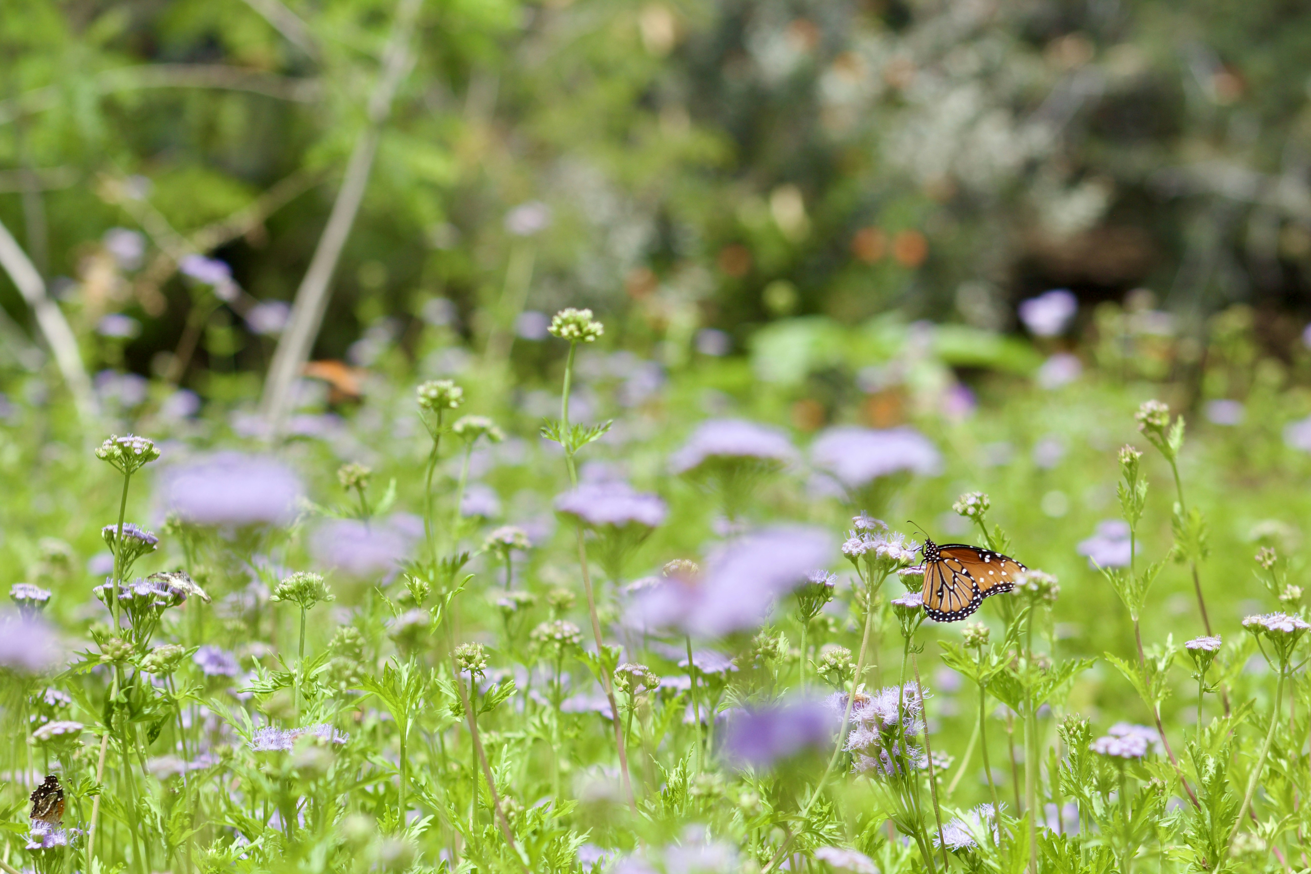Butterfly Among Purple Blooms: Quiet Meadow Moment