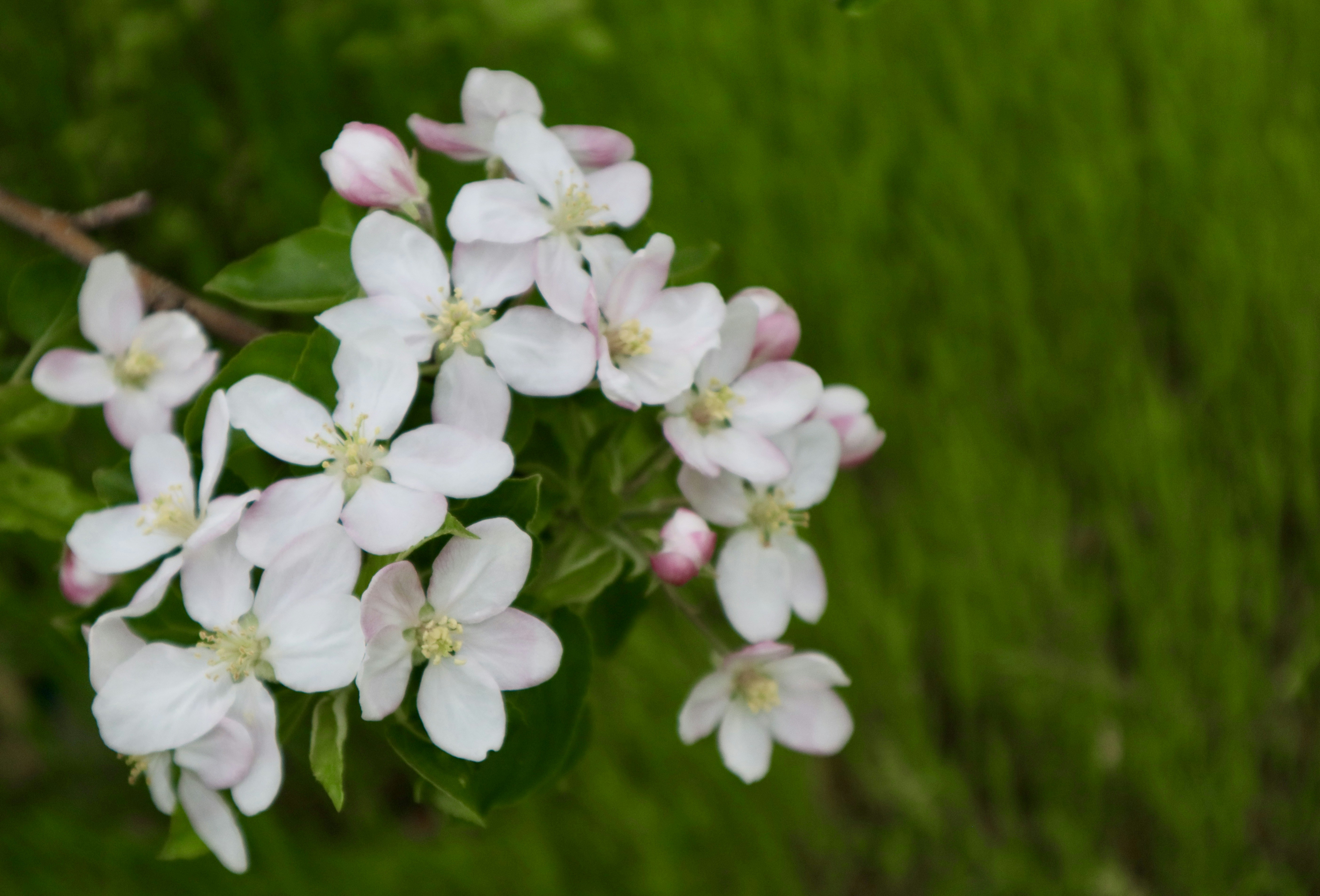 Blossoms in Focus: A Cluster of Tender Apple Blooms