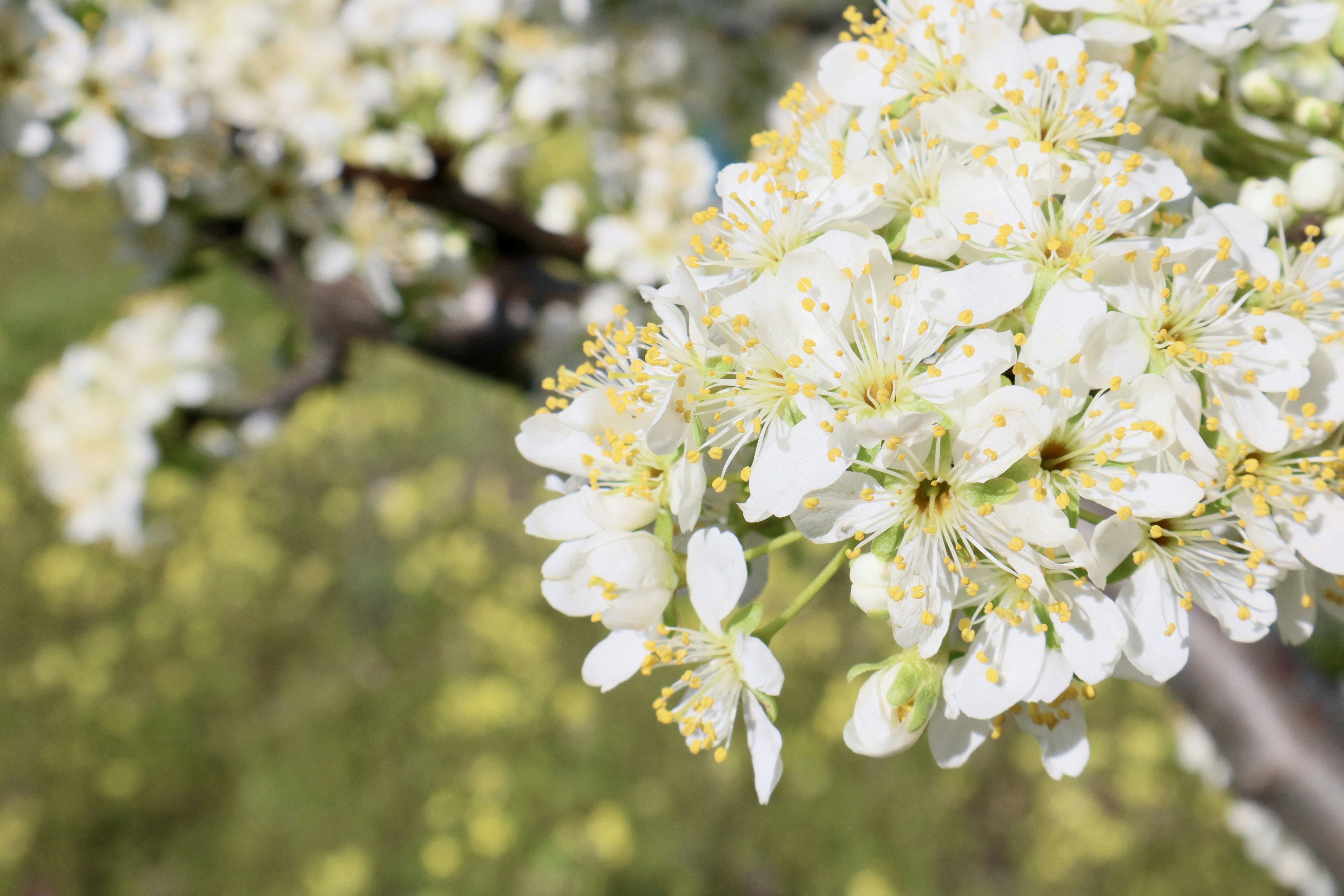 White blossoms in spring sunlight at the edge of a tree