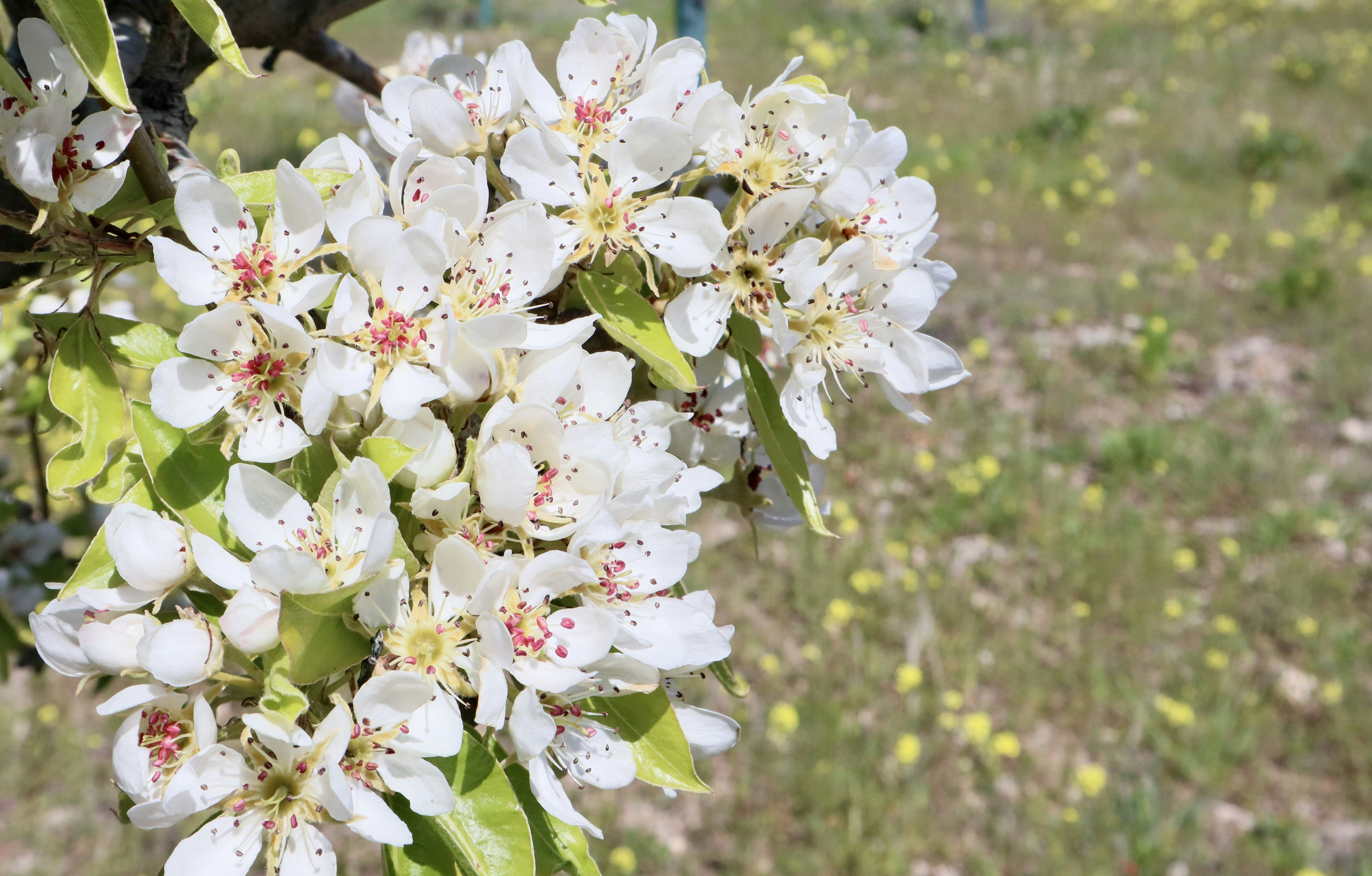 Blooming Crest: White blossoms in sharp focus against a sunlit field
