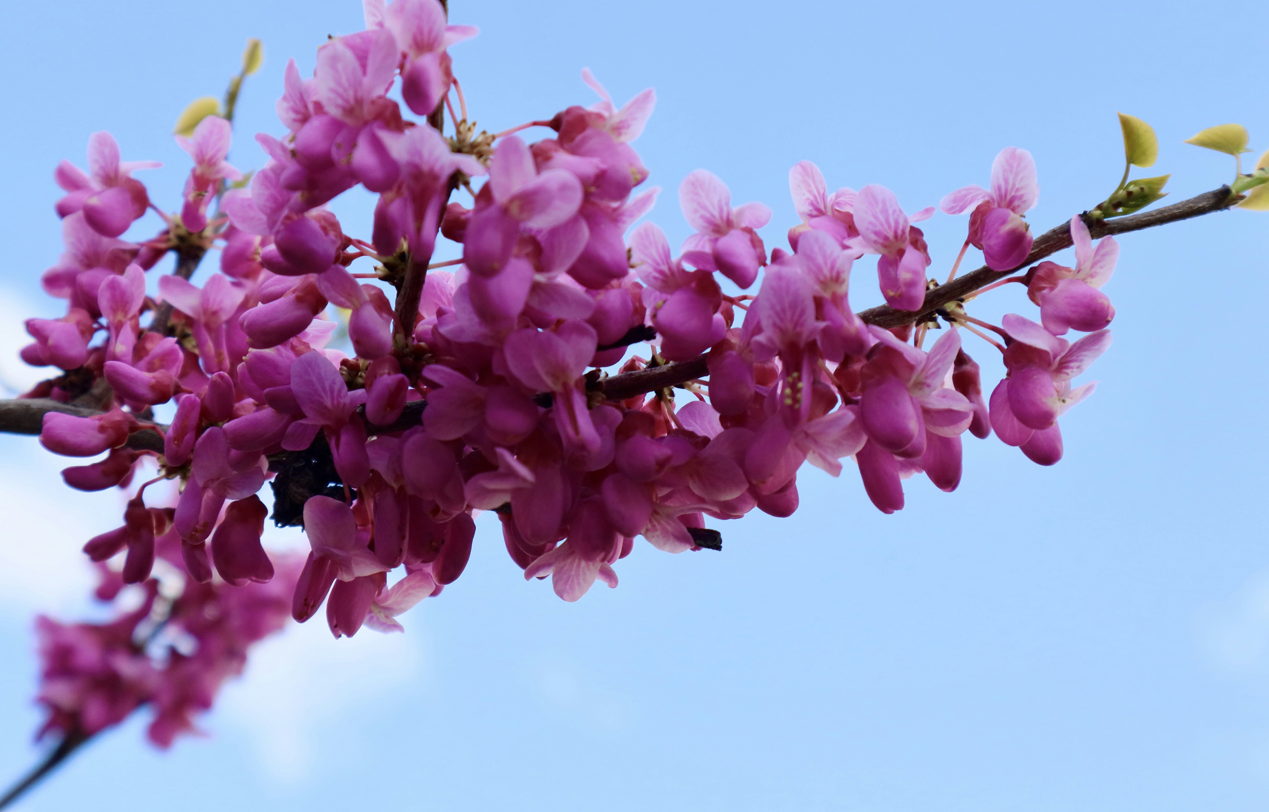 Pink Orchid Cascade Against a Velvet Sky