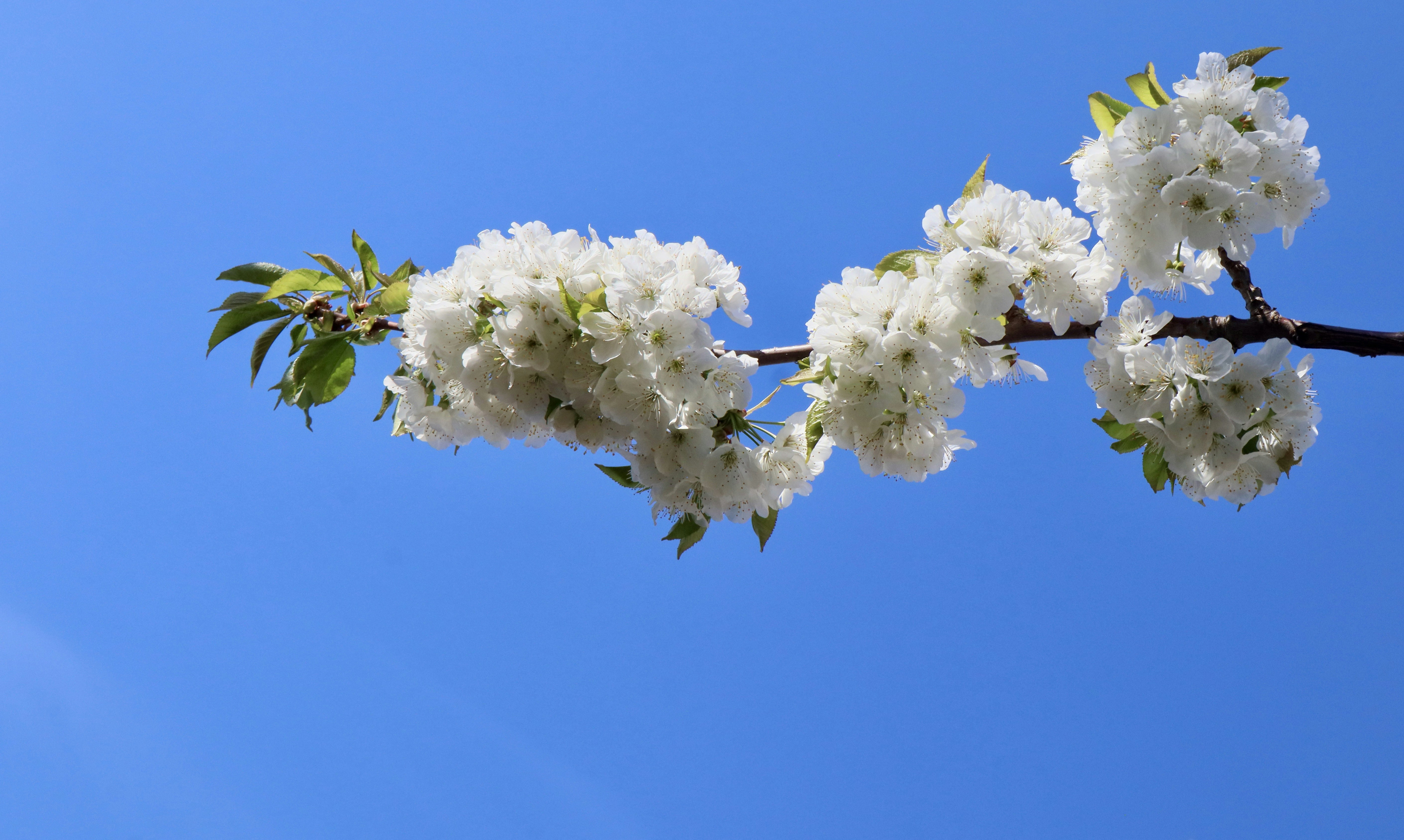 Azure Sky & White Blossoms: A Branch in Clear Focus