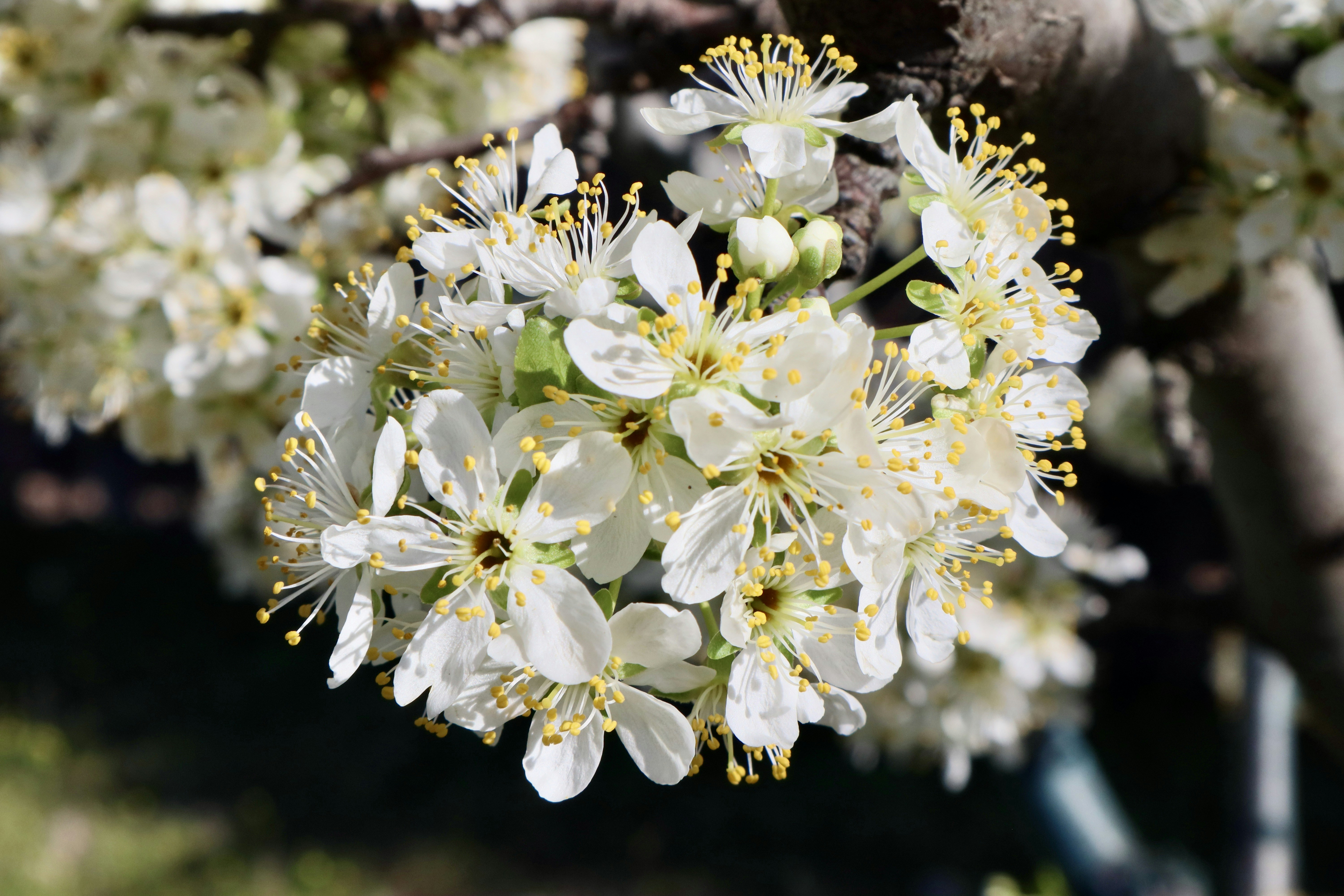 Blossoms in Focus: A Luminous Cluster of White Petals and Golden Stamens