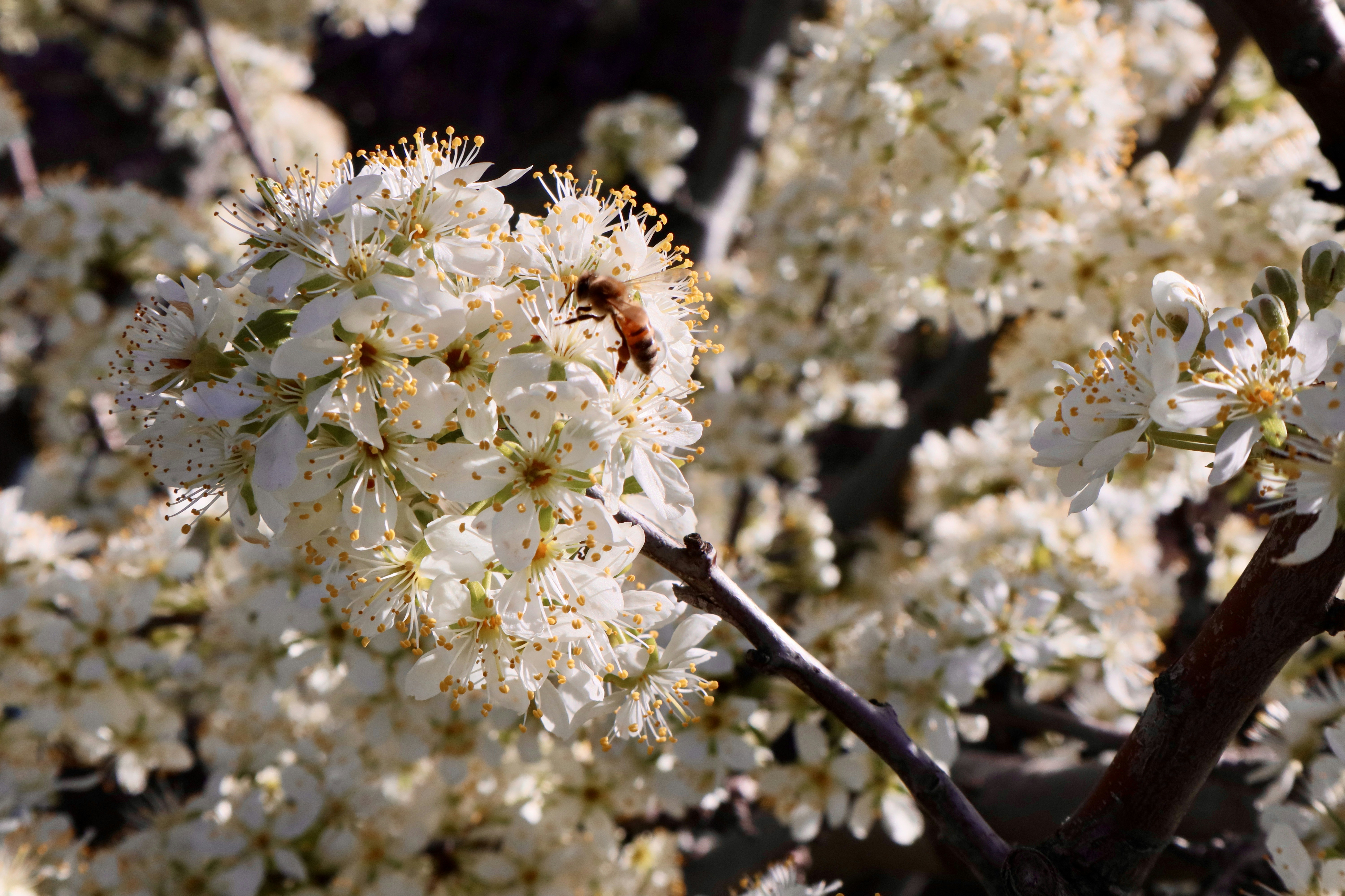 Blossoms in Bloom: Close-Up of Spring’s White Clusters