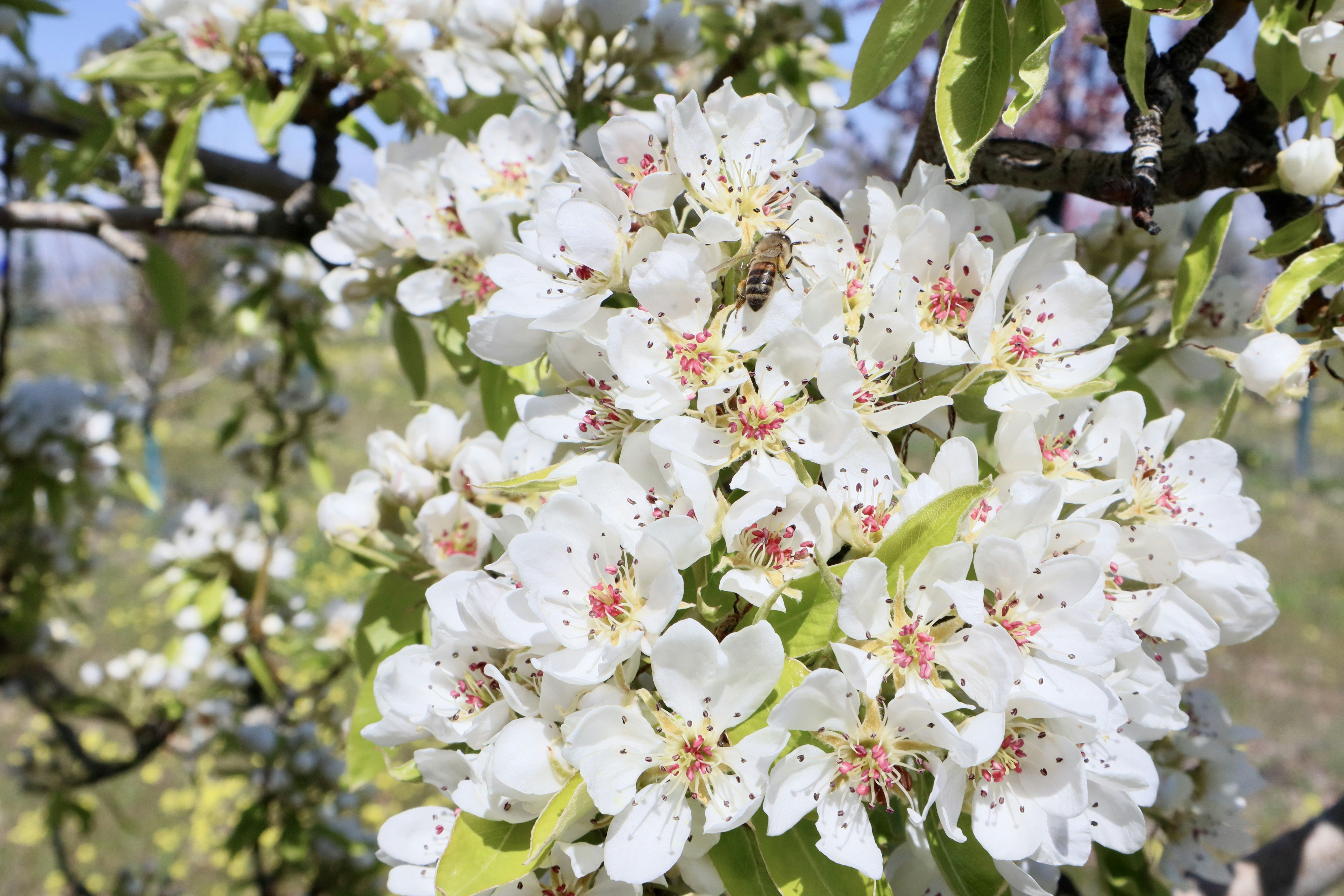 Blooming White Cluster: A Bee's Pause Amid Spring Blossoms
