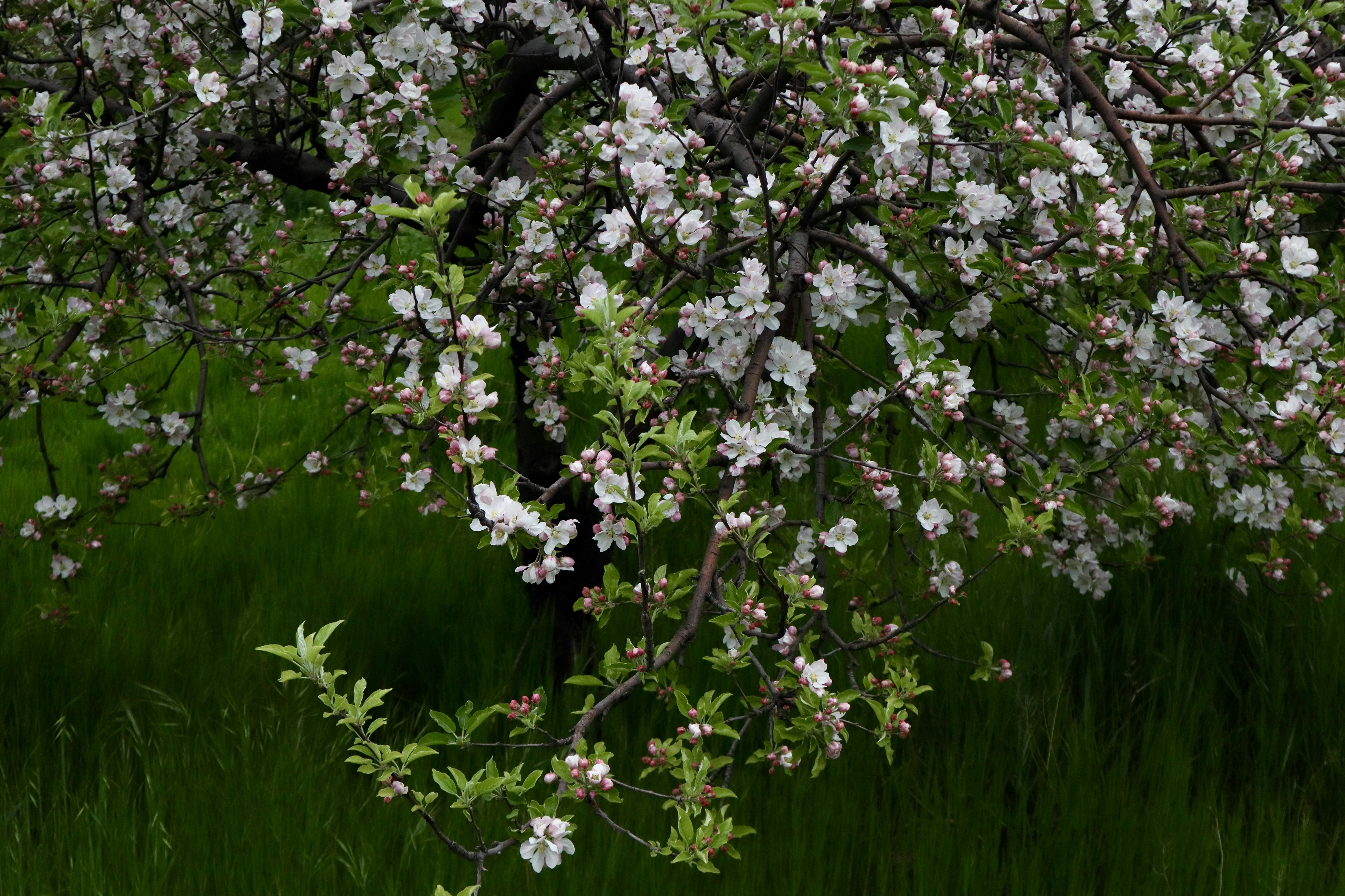 Blossoms Haloing a Tranquil Branch