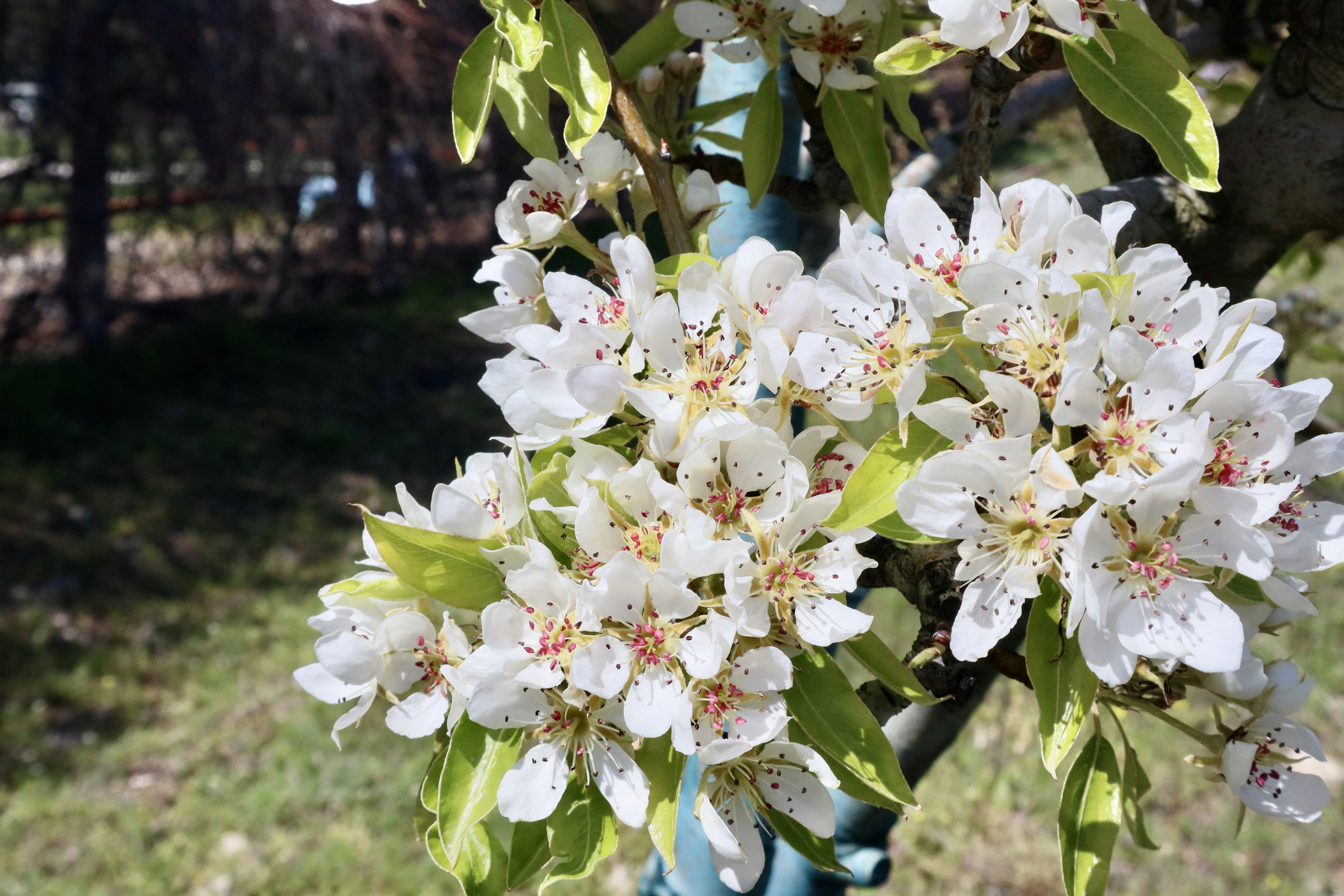 Blooming Bouquet on a Sunlit Branch