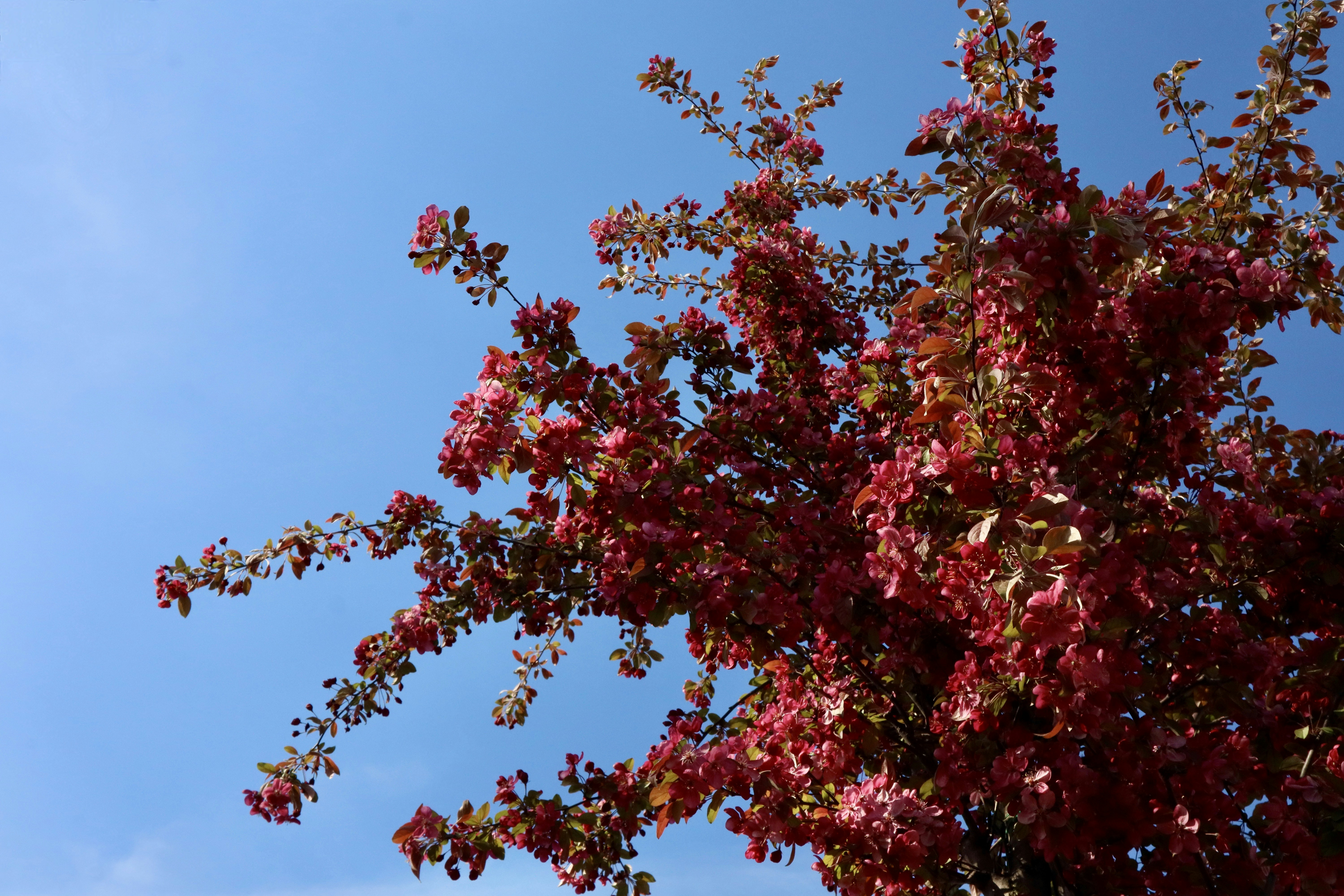 Crimson Blooms Against a Cerulean Sky