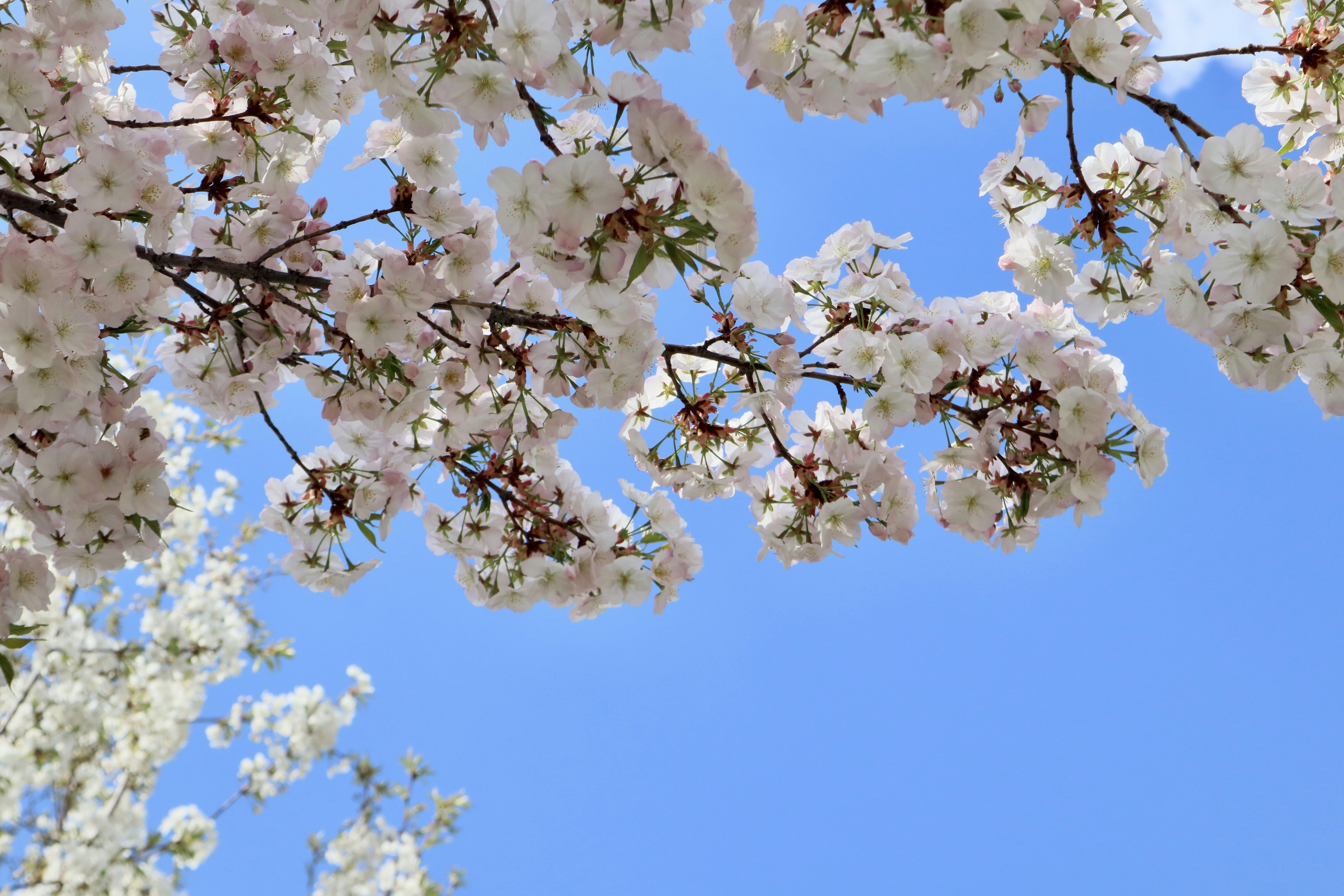 Blue-sky Orchard: Blossoms Reaching Toward Spring