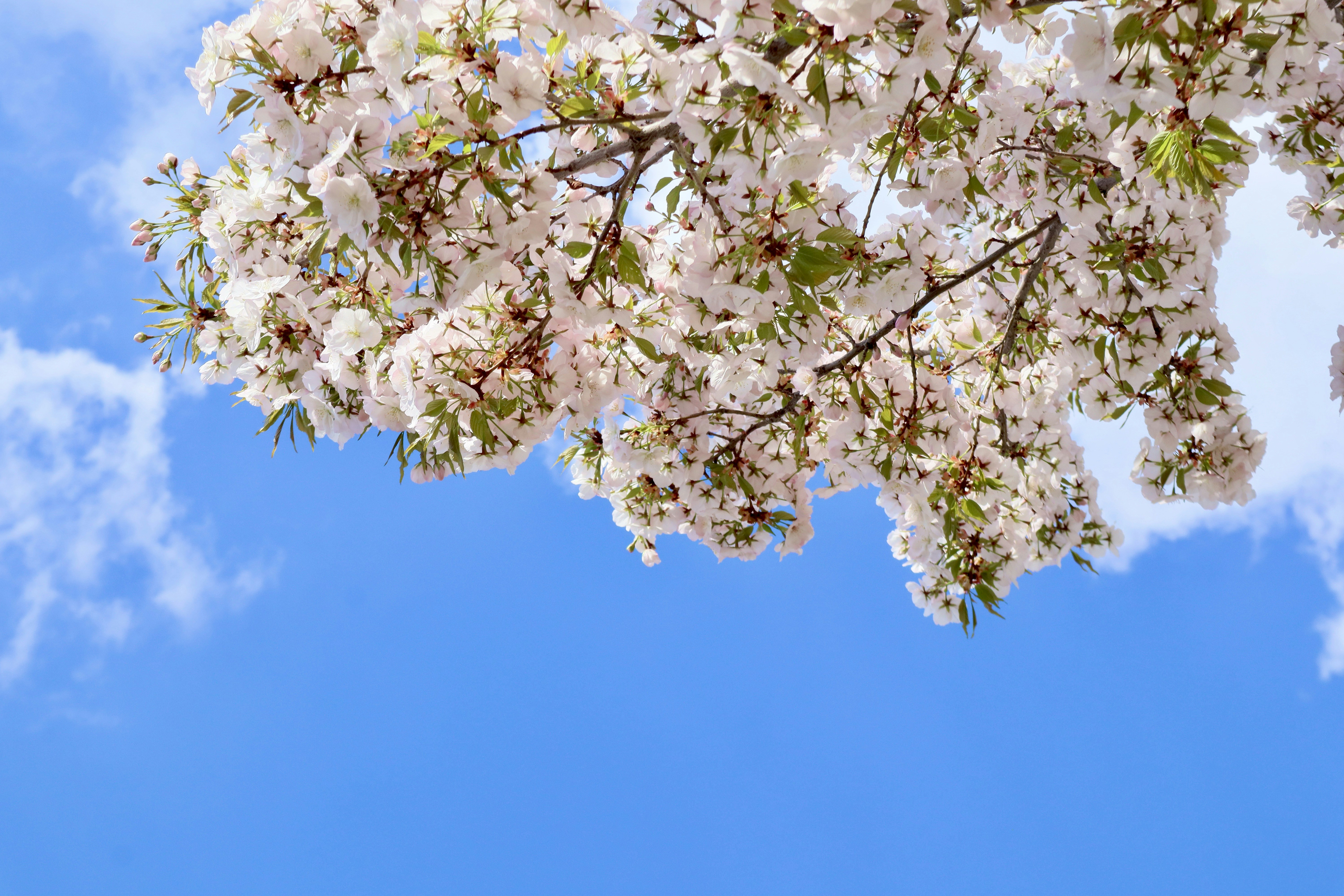 Blossoms against a Calm Sky