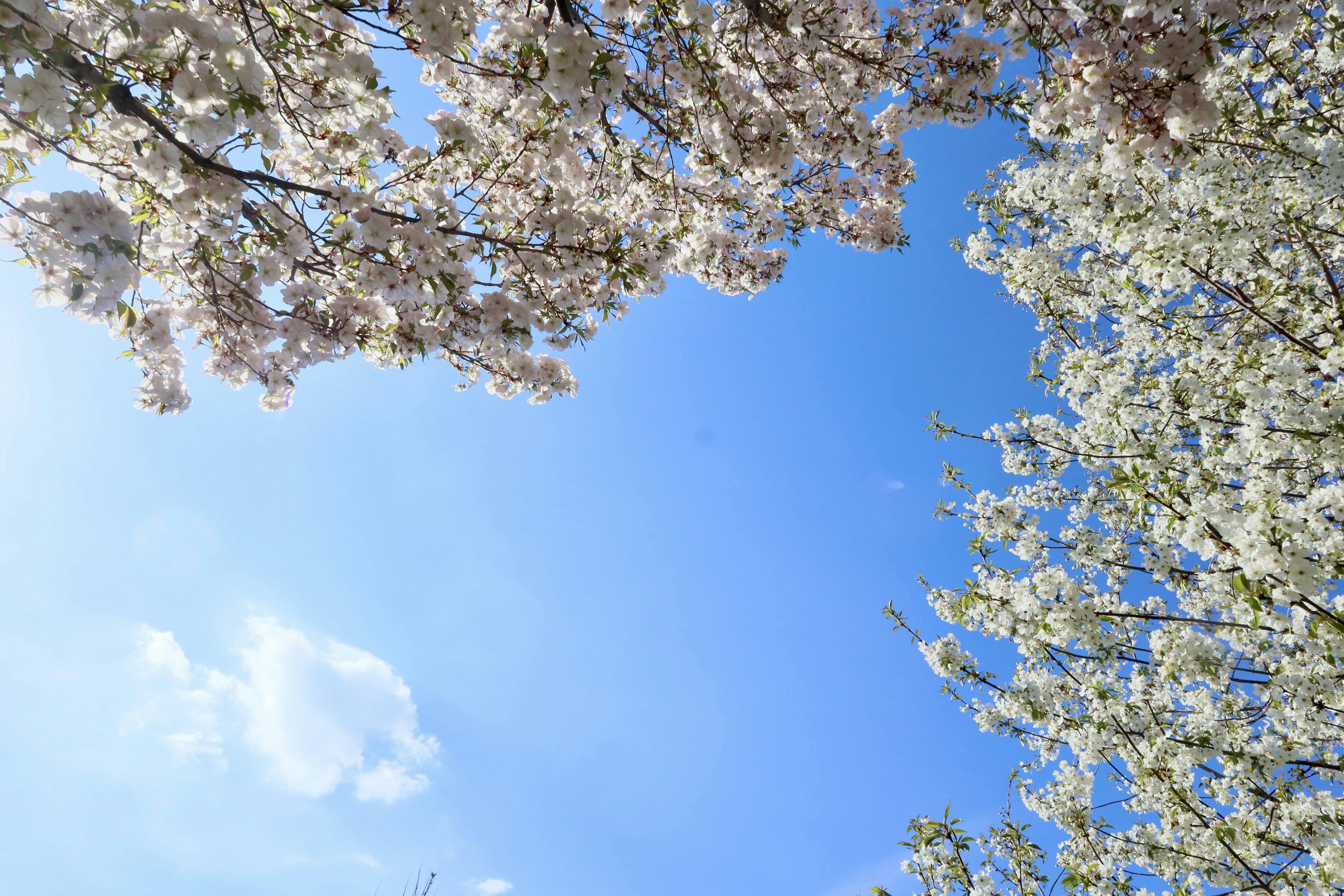 High Sky Bloom: Framing the Spring Branches Against a Clear Azure
