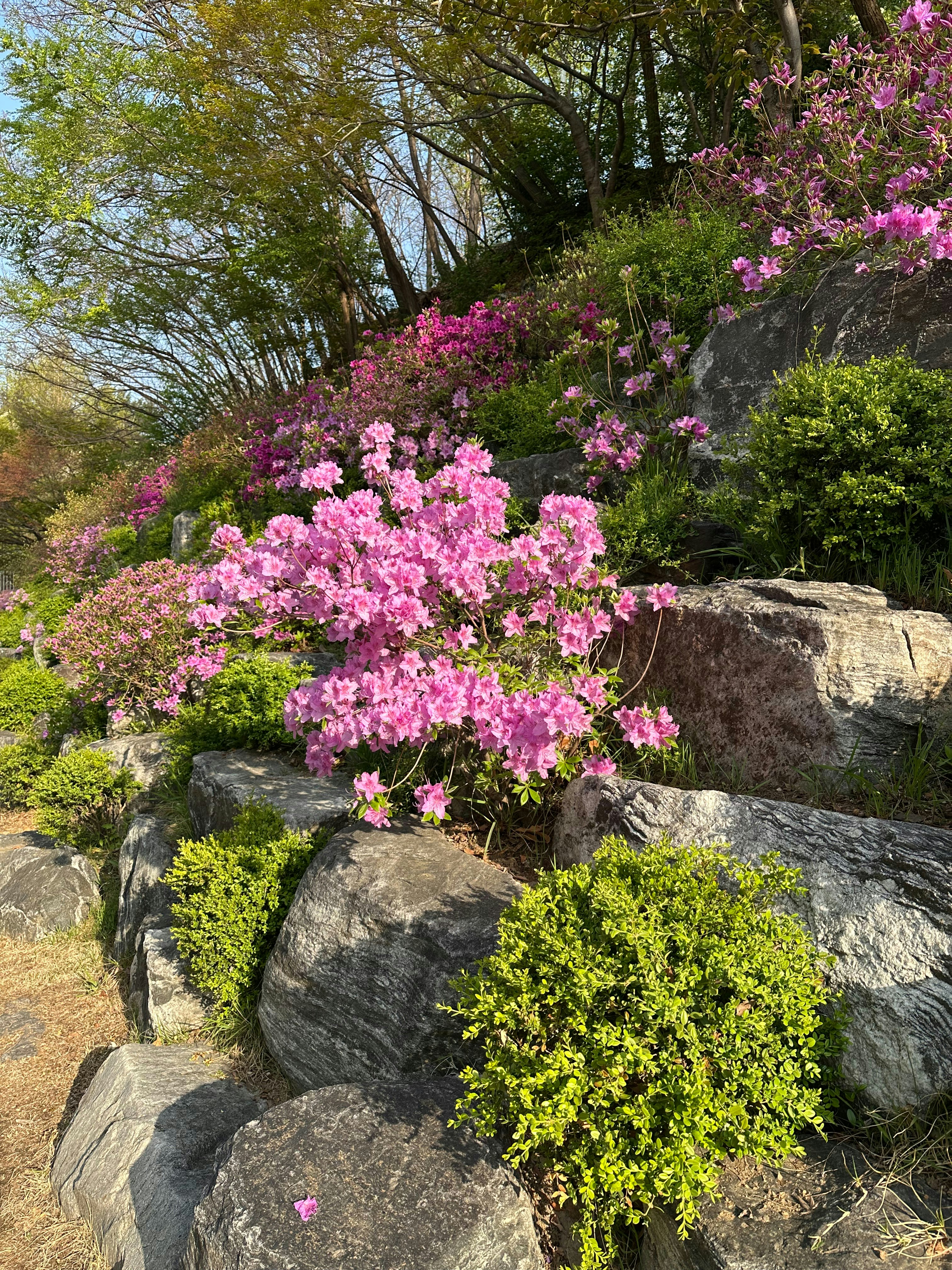 Pink Azalea Crest Among Rugged Rocks
