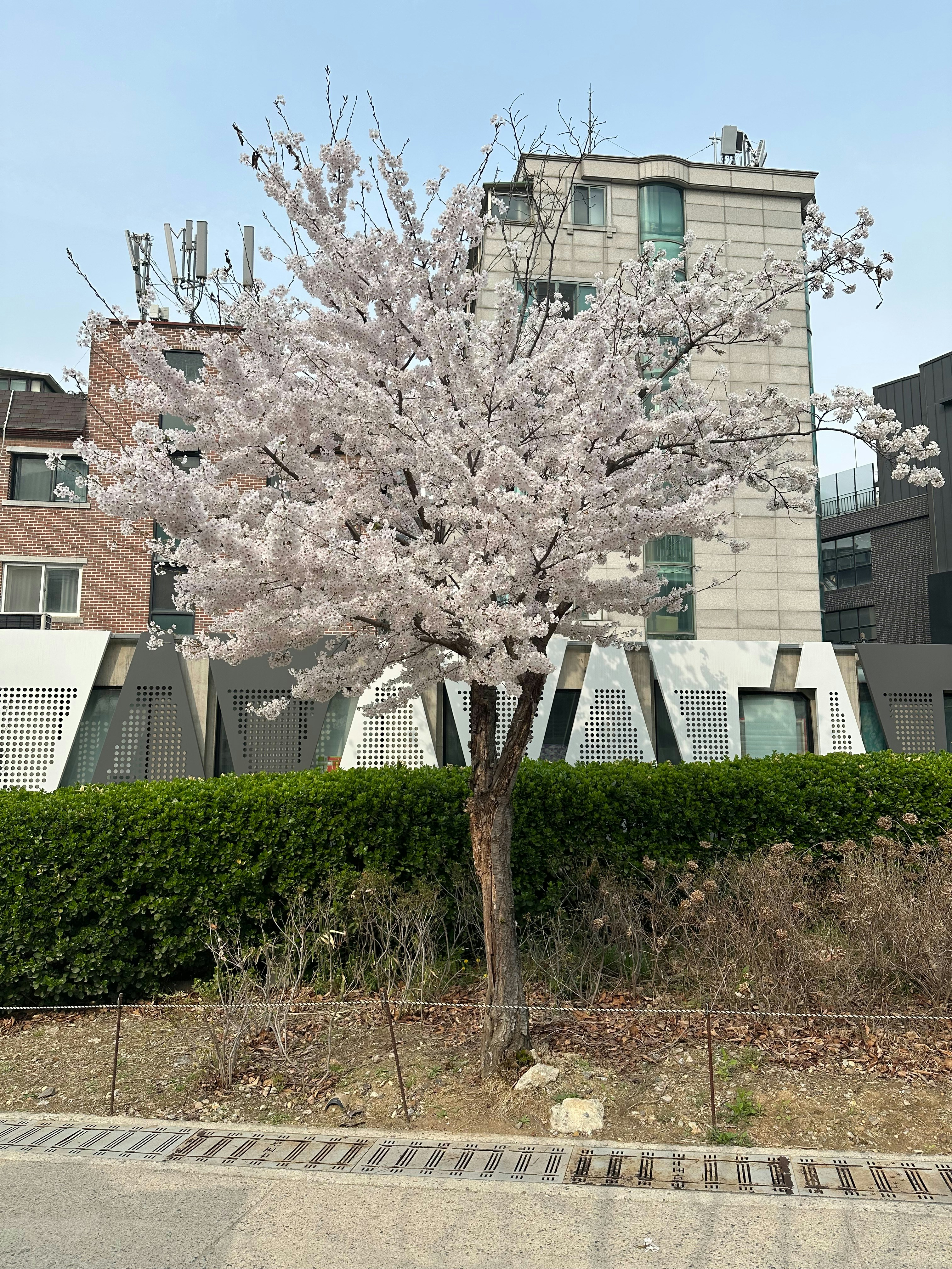 Cherry Blossom Spotlight Against Urban Canvas
