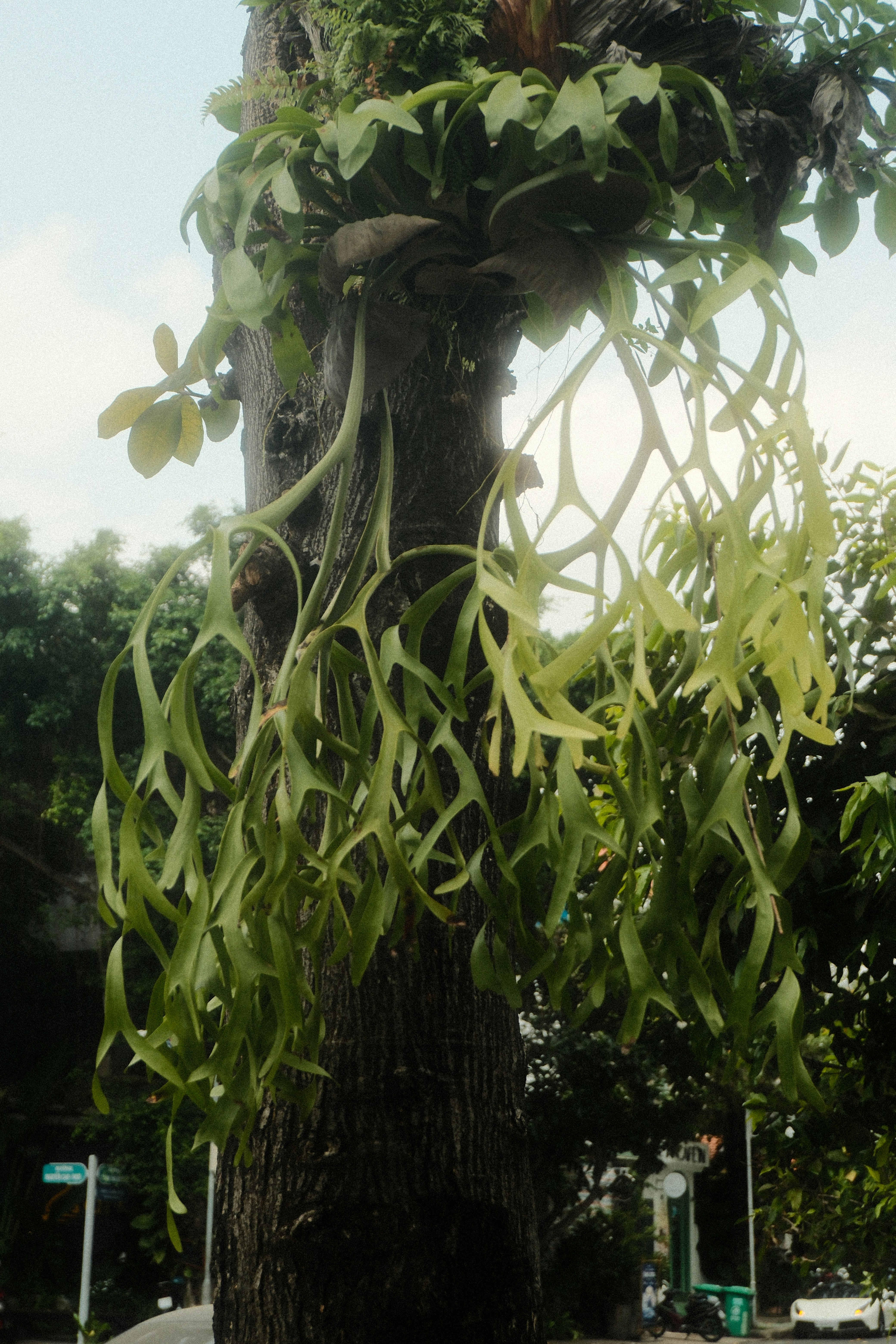 Hanging Green Cascade from a Tree Trunk