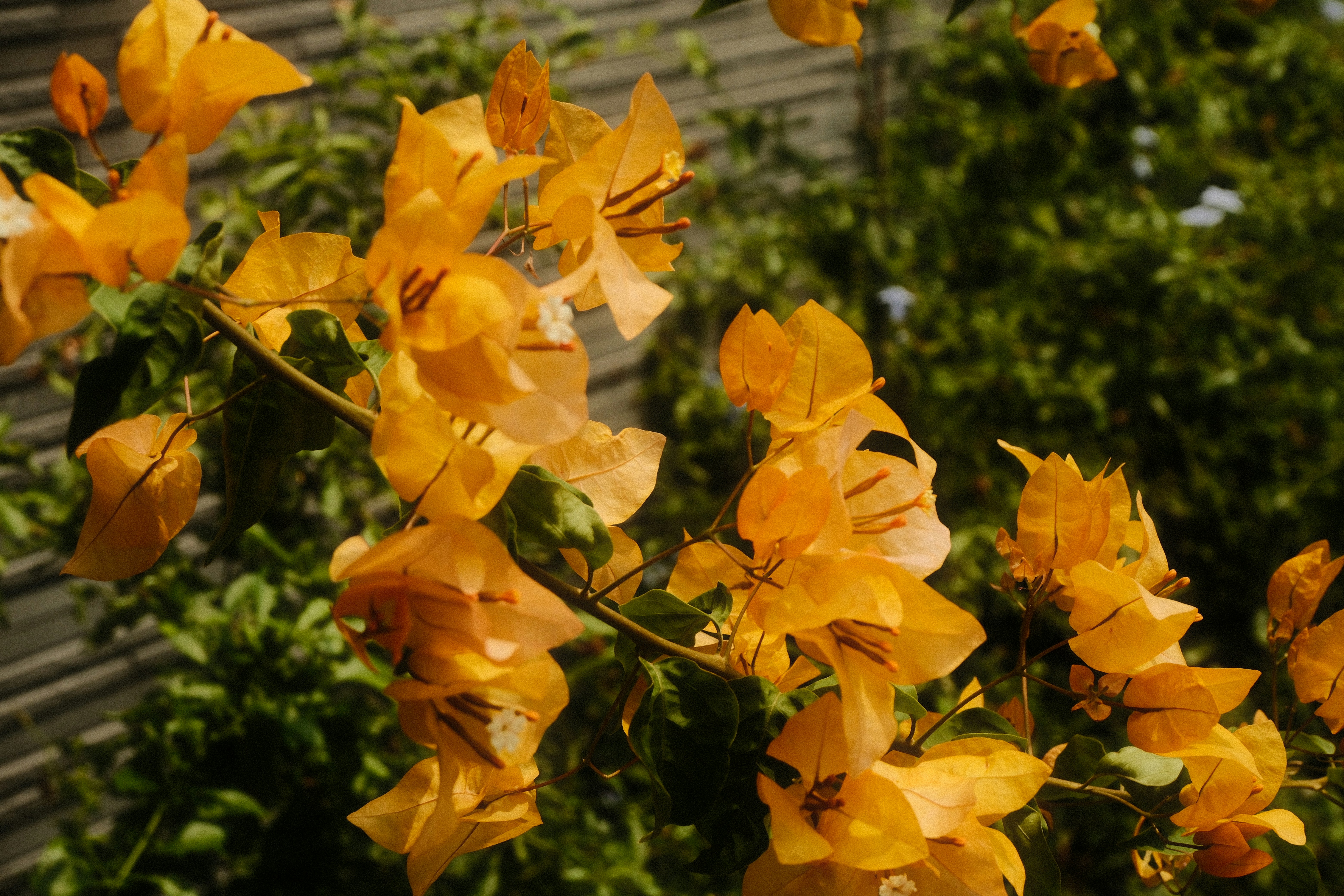 Sunlit Bougainvillea Cascade in a Quiet Garden