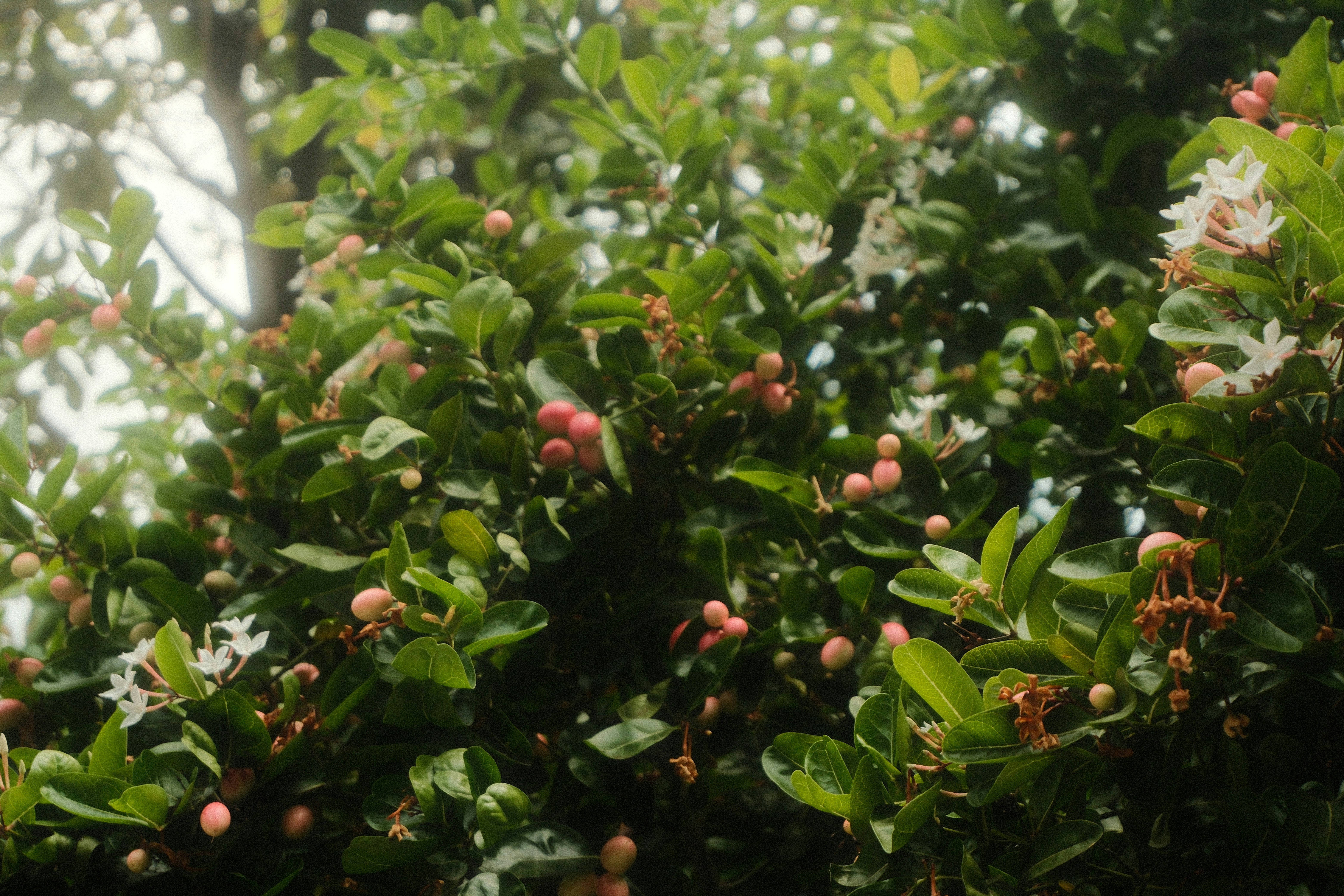 Pink Berries Among Glossy Leaves in Dappled Garden Light