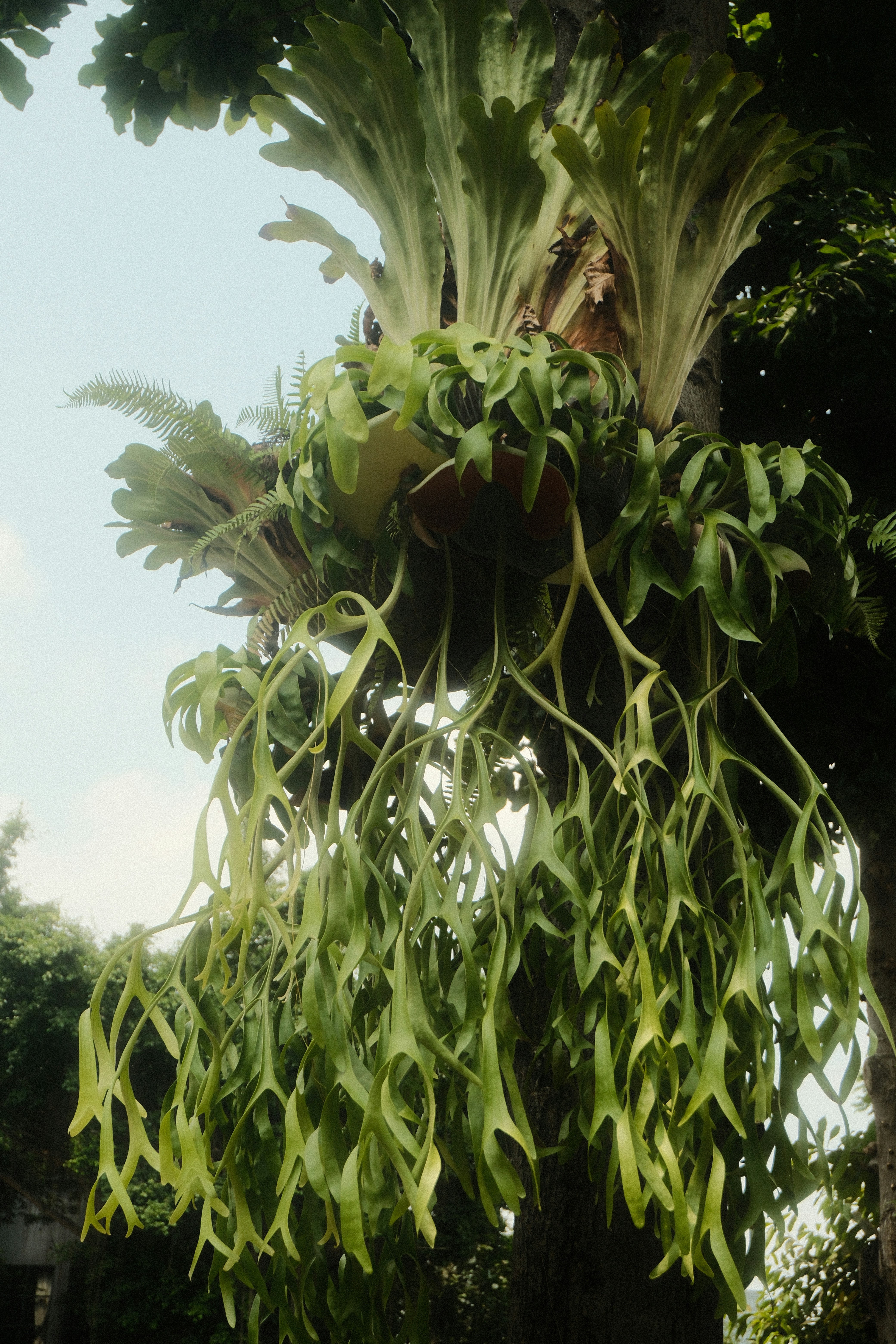 Hanging Ferns: A Lush Curtain Draped from a Tree