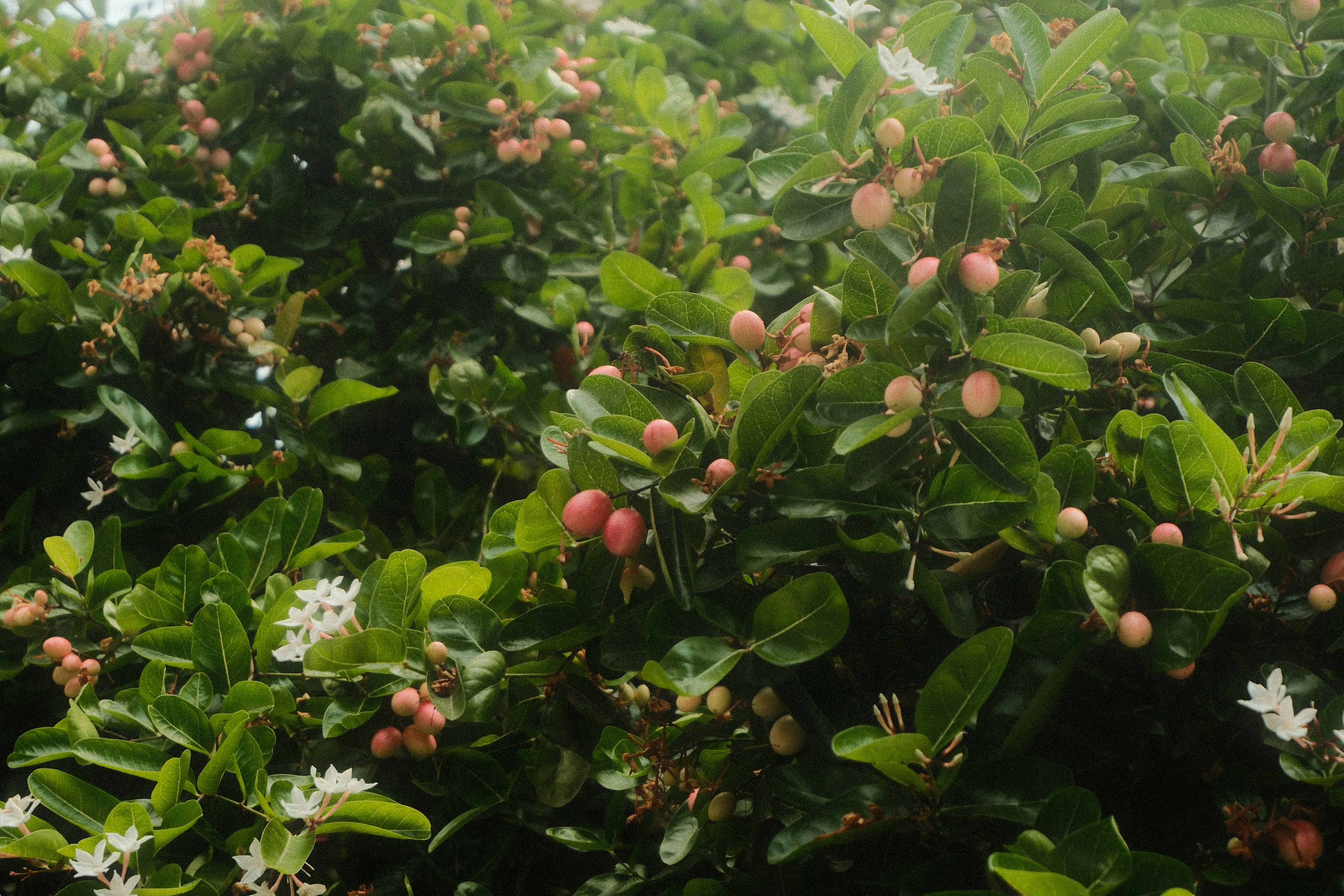 Rosy Berries and White Florals in a Dense Shrub