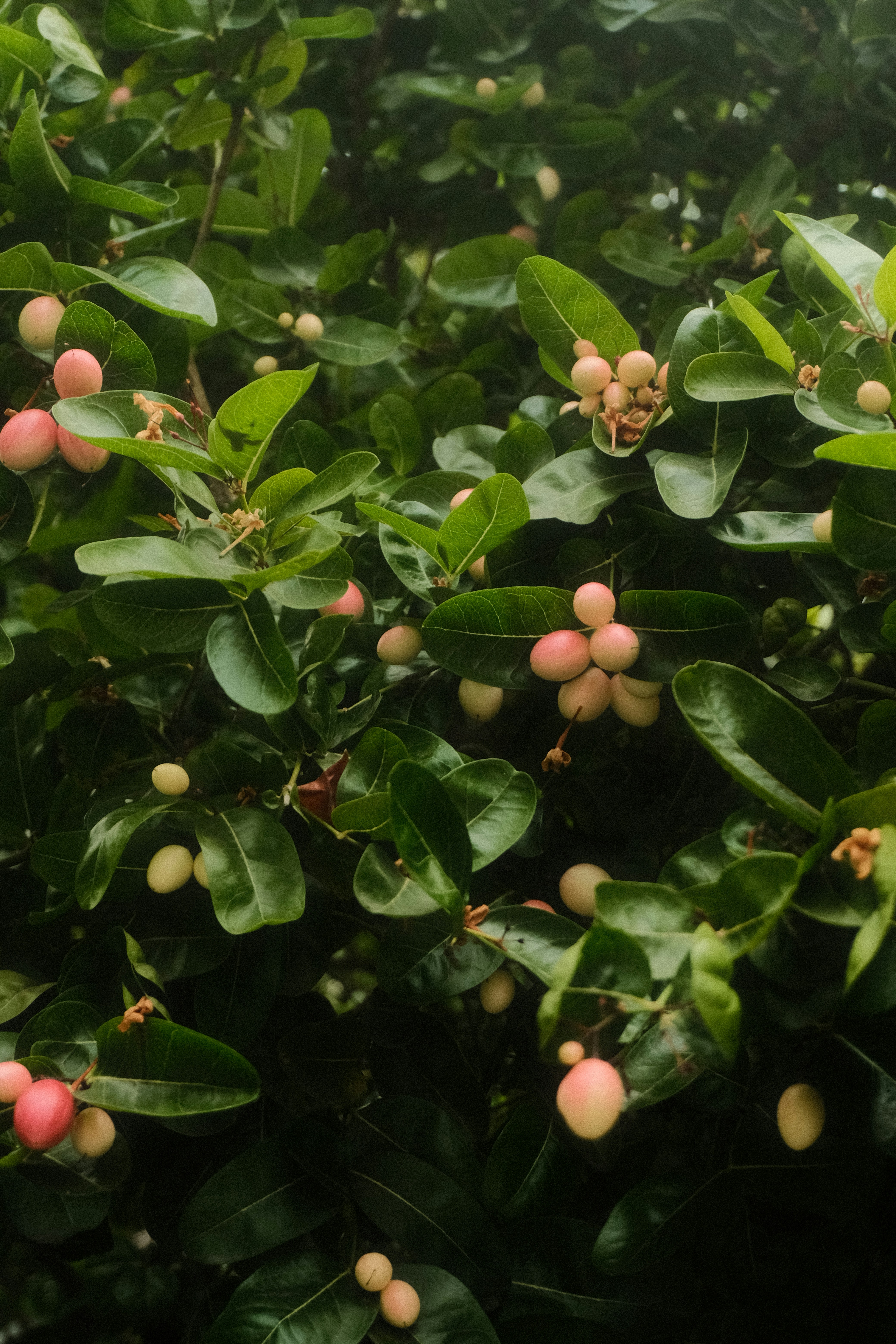 Berry-laden Foliage: Subtle Pink Berries Among Glossy Leaves