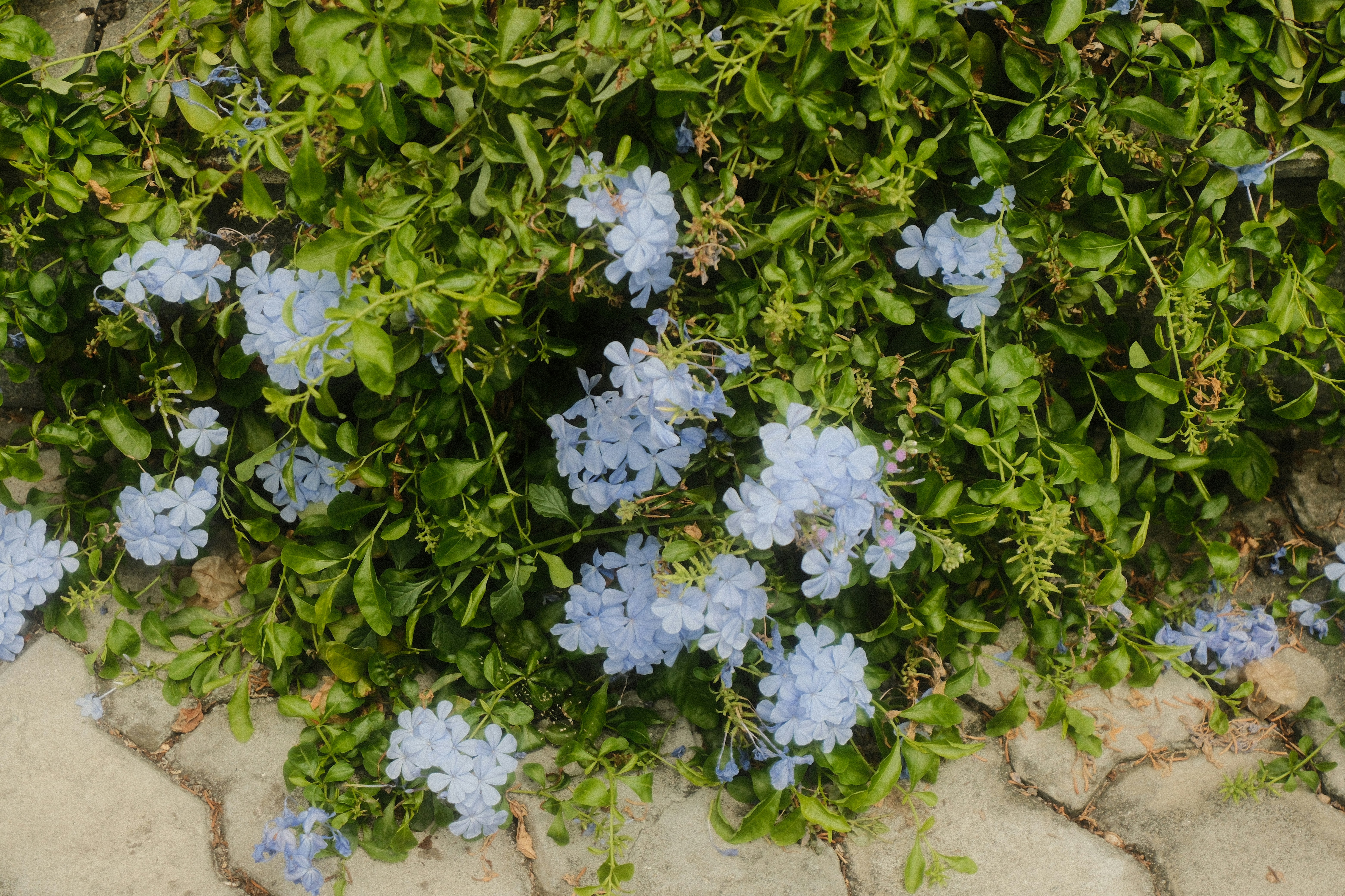 Blue Hydrangea Bloom Among Green Foliage and Stone Path