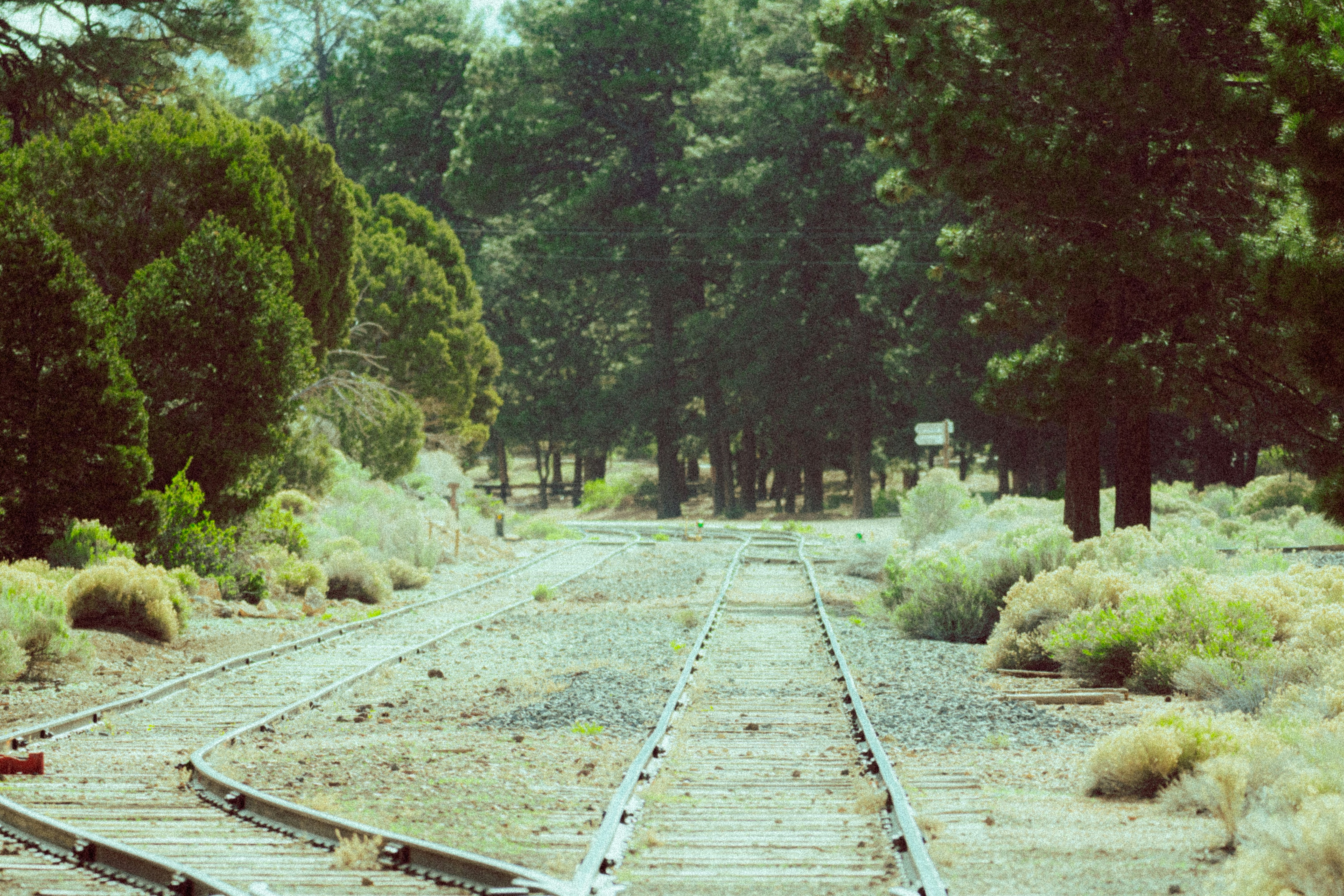 Disused Railbed Vanishing into a Quiet Evergreen Clearing