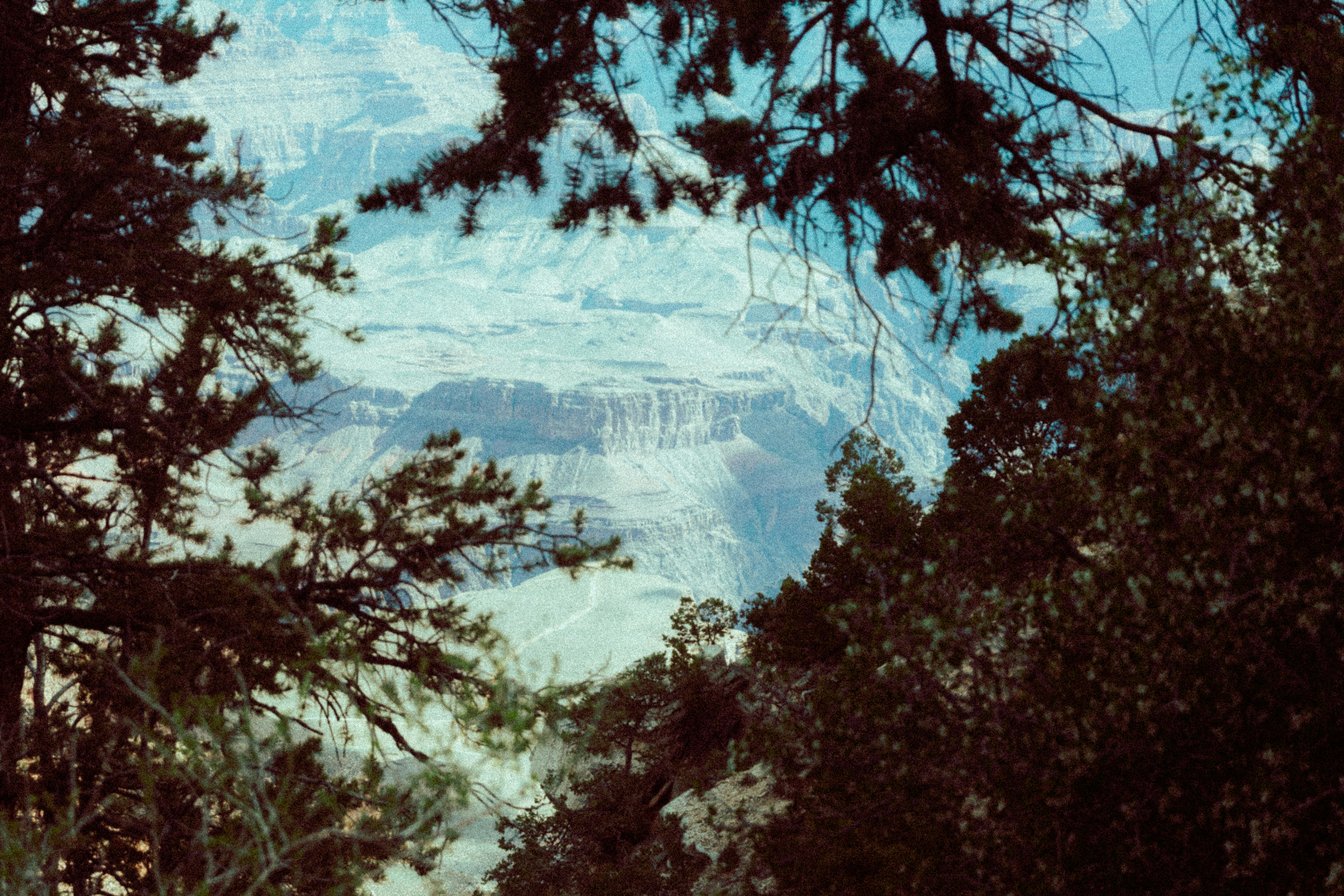Vista through the Pines: Canyon Rim Peek