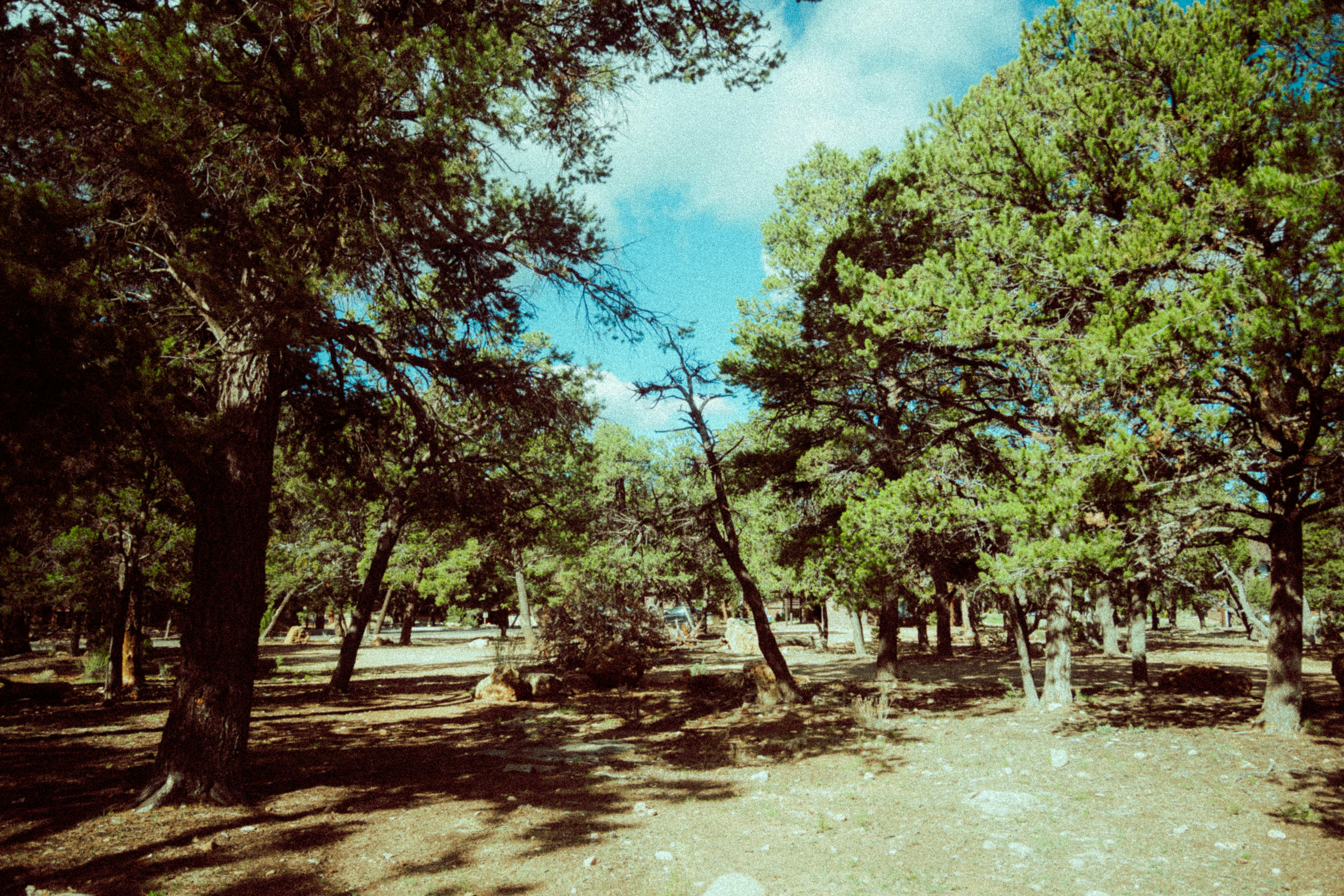 Sunlit Clearing Under a Patchwork Canopy