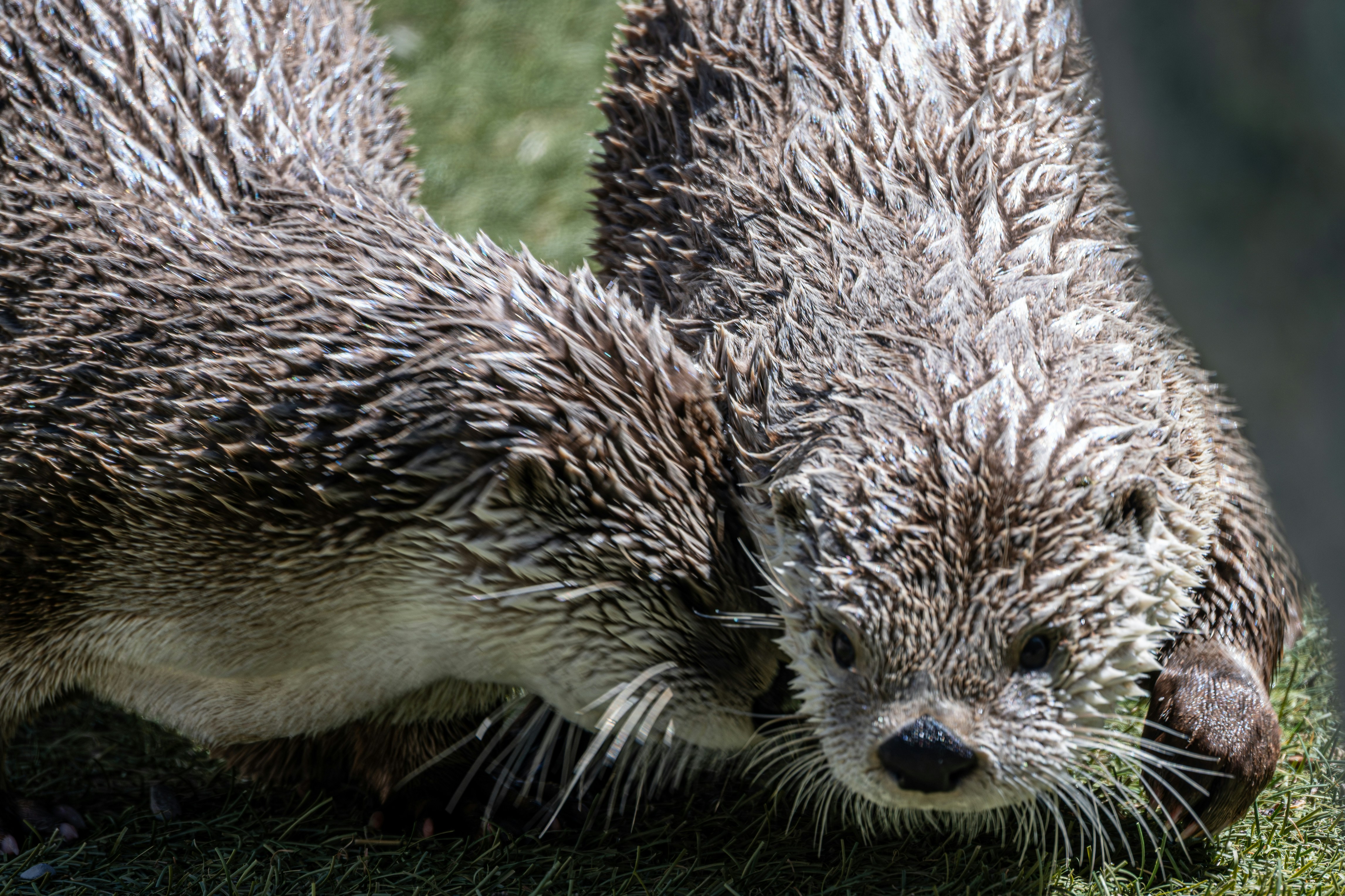 Close-Quarters Stare: Otter Pair in Grassland Gaze