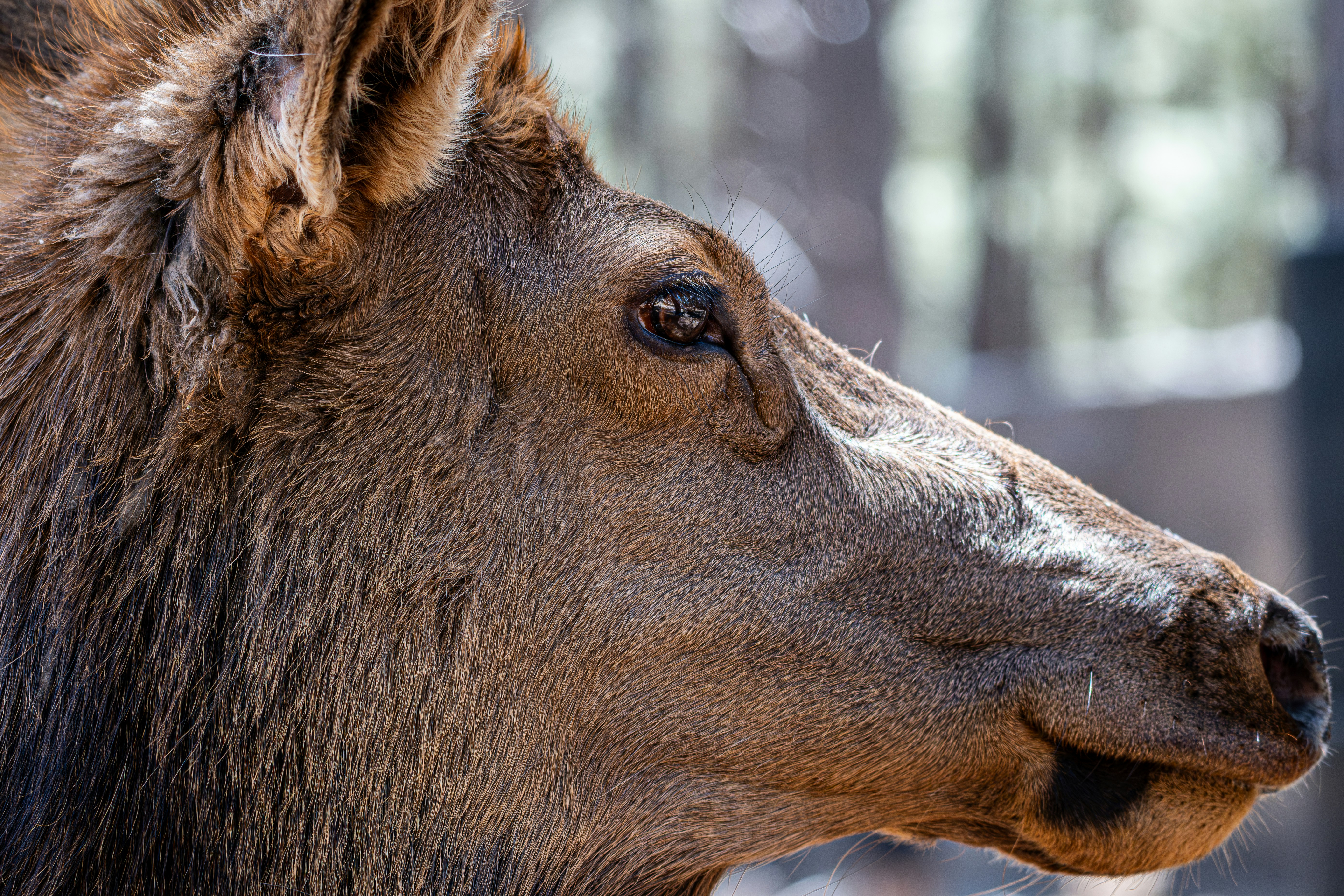 Close-up of a Grazer: Profile of a Moose in Sunlit Dapple