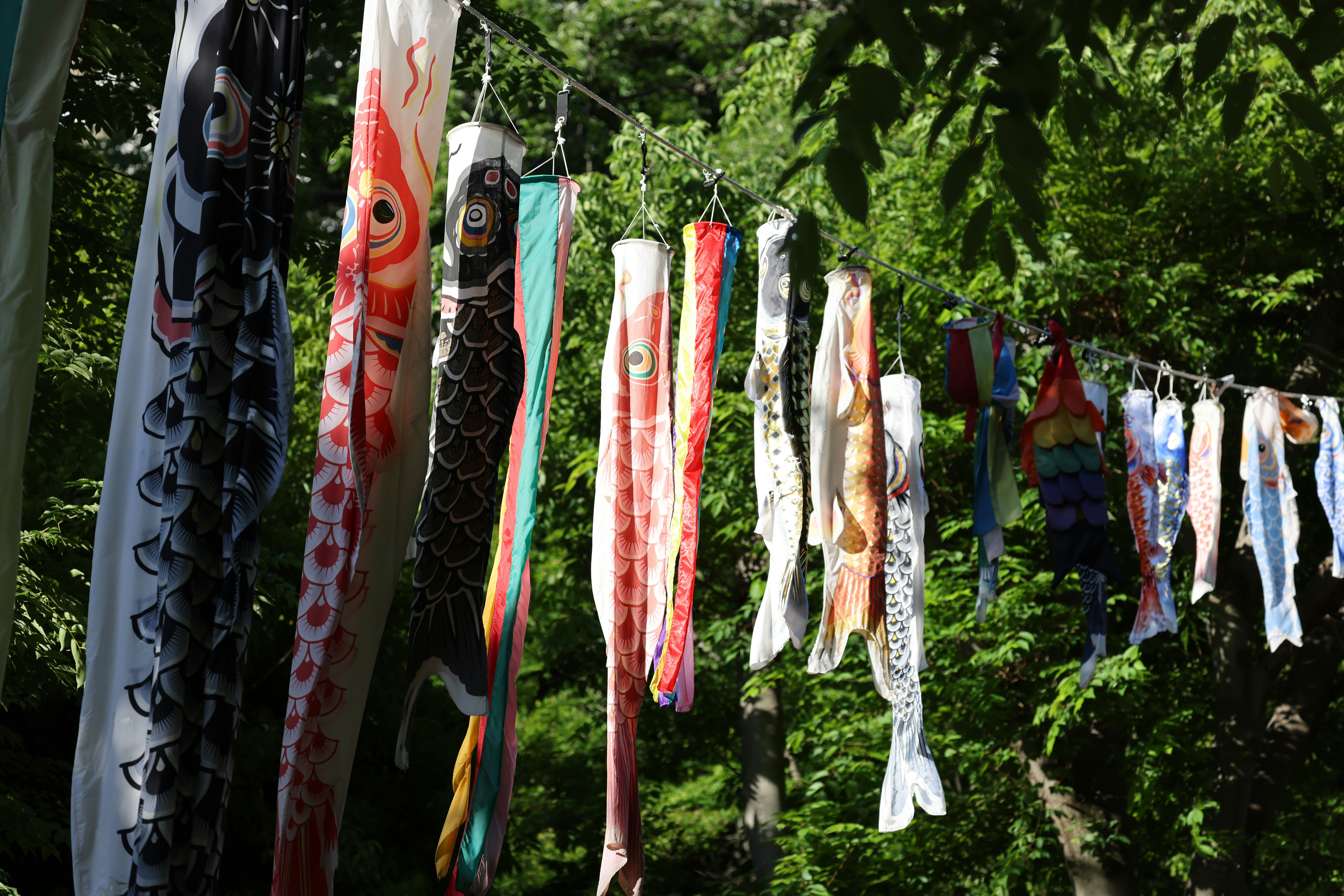 Slender winds of color: koi streamers on a sunlit line