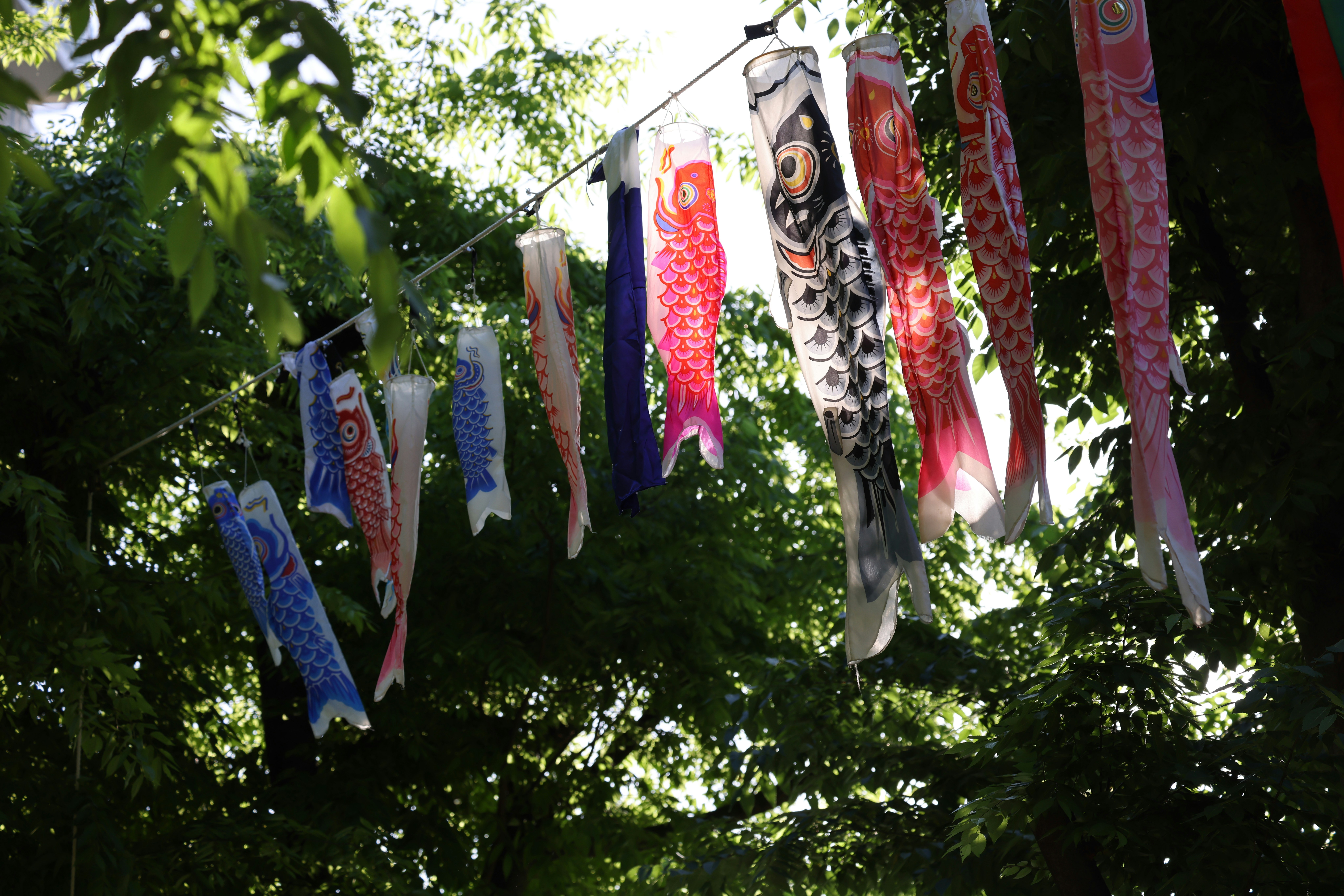 Koi Streamers Under Dappled Canopy