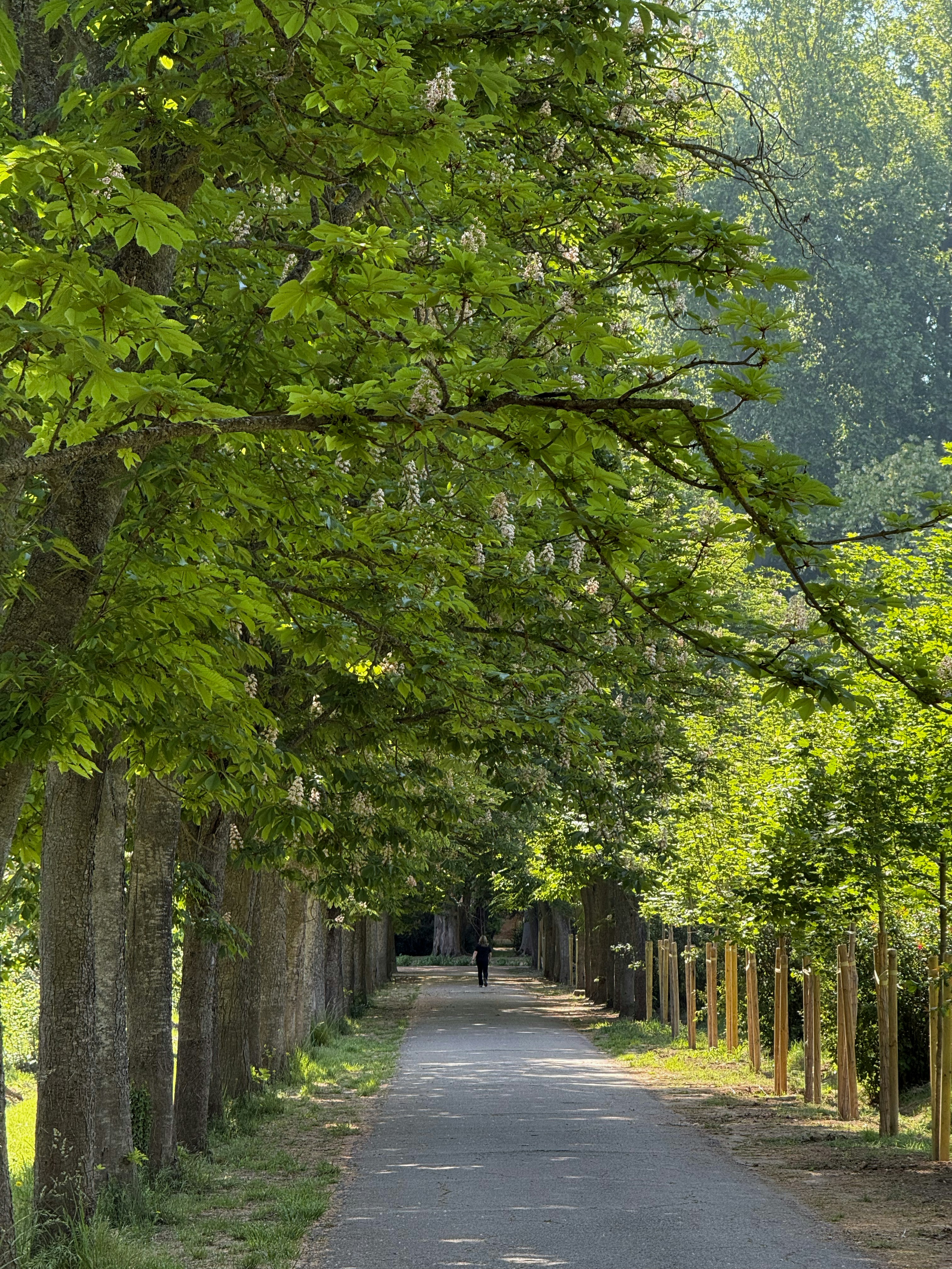 Sunlit Avenue: A Tree-Canopy Corridor Walk