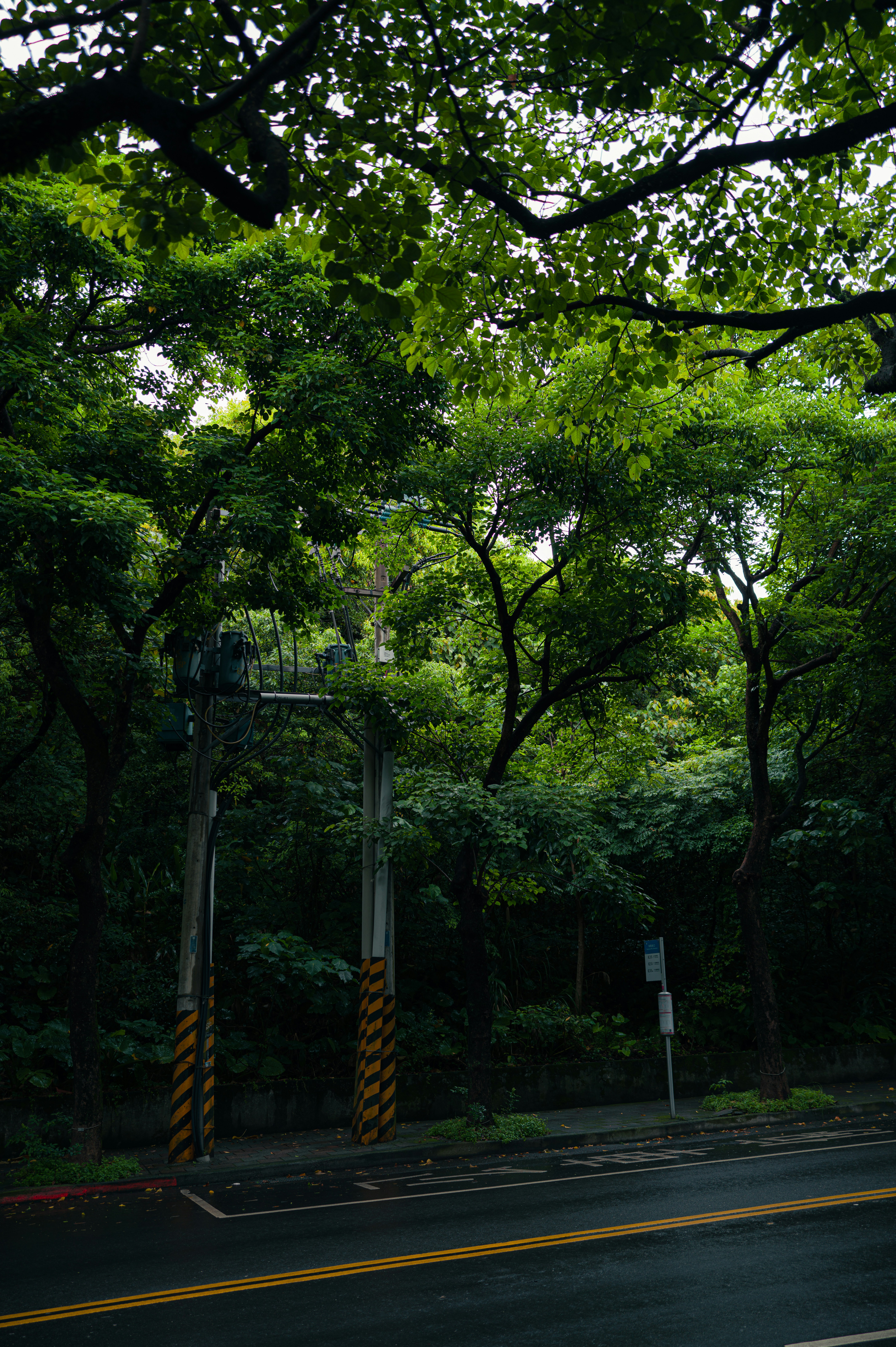 Shaded Street Edge: Trees Framing the Quiet Road