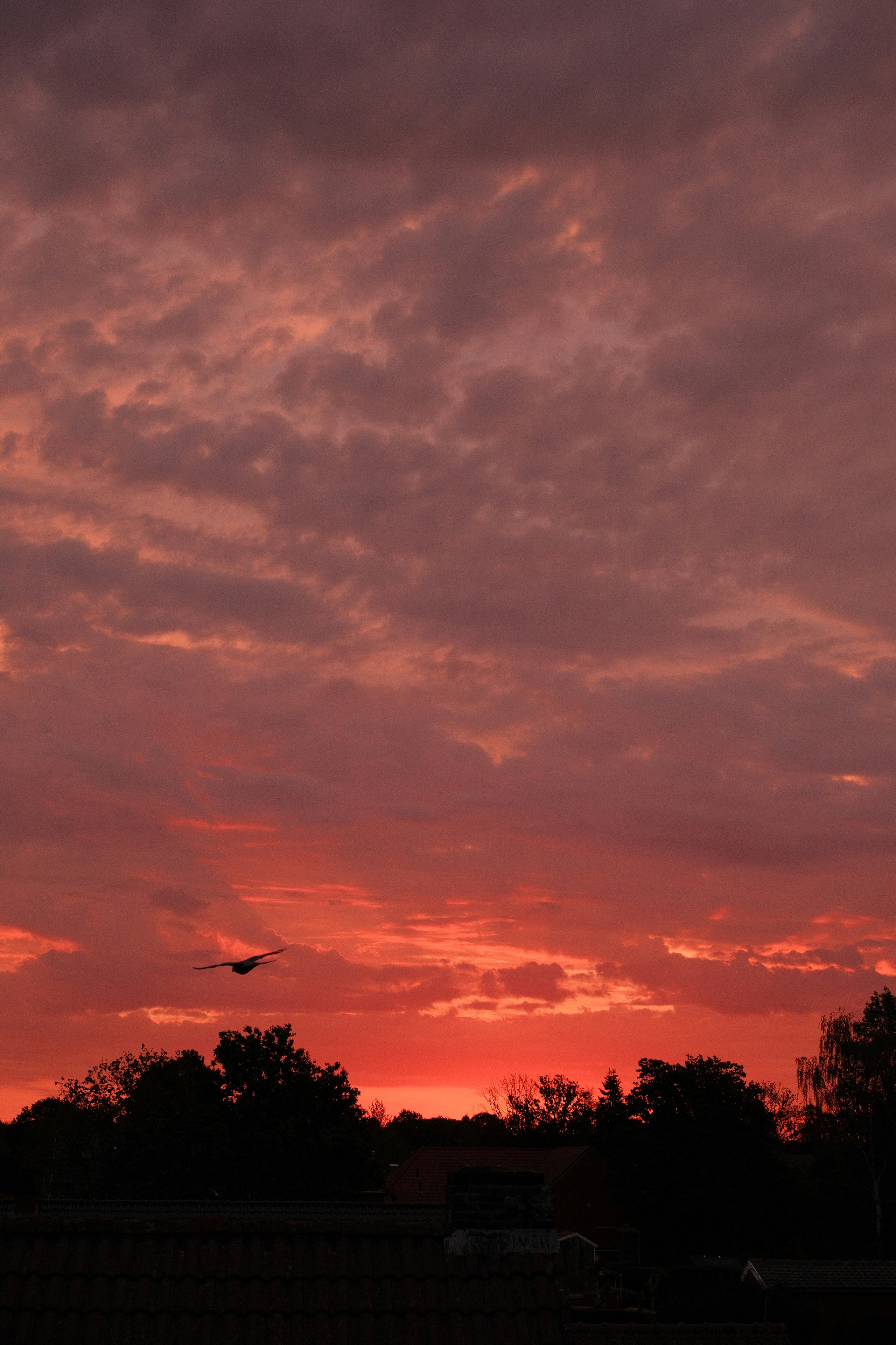 Crimson Dusk: Birds in the Last Light over Shadowed Rooflines