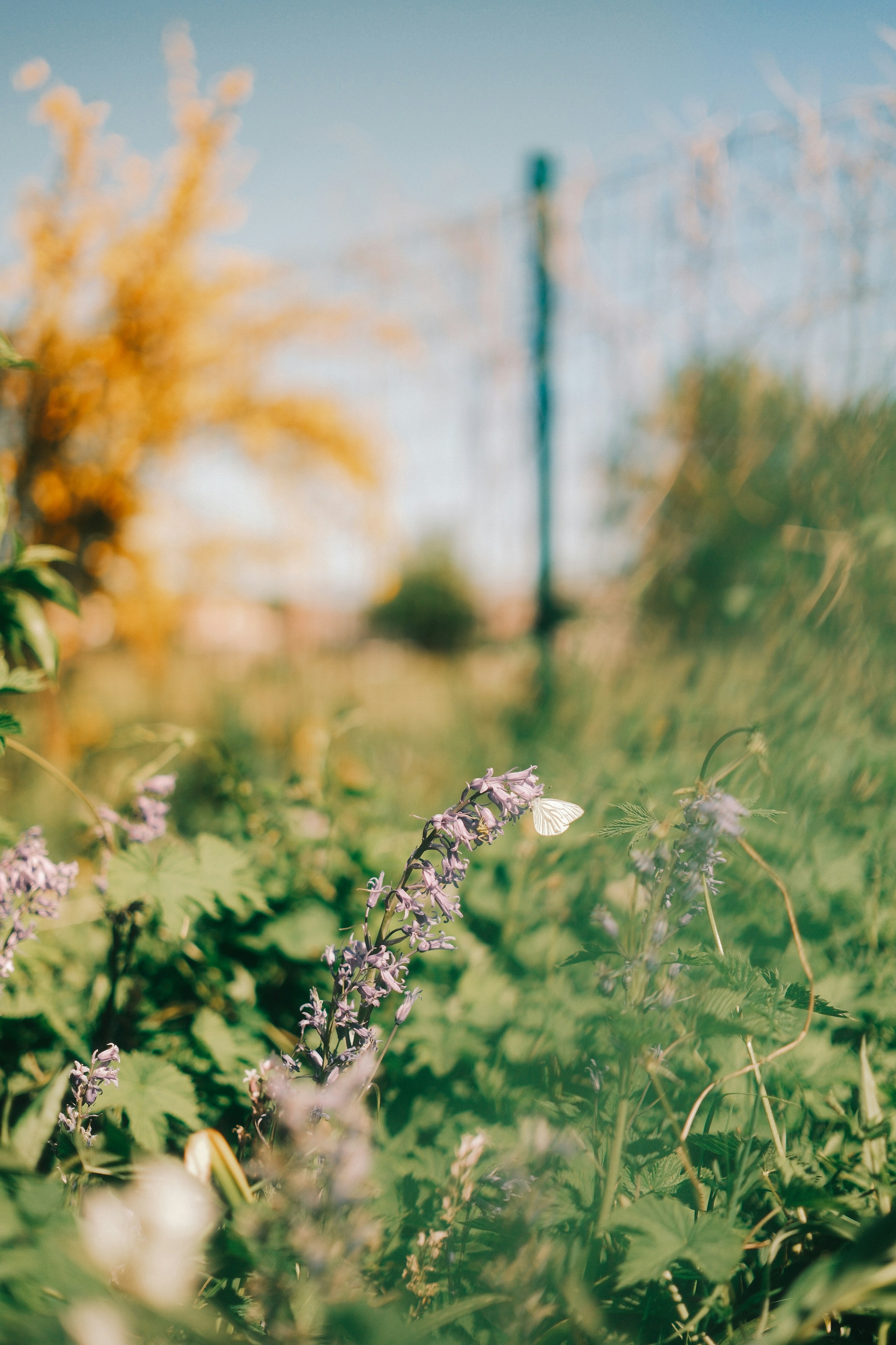 In Bloom: A Soft-Focus Field with Lavender Threads